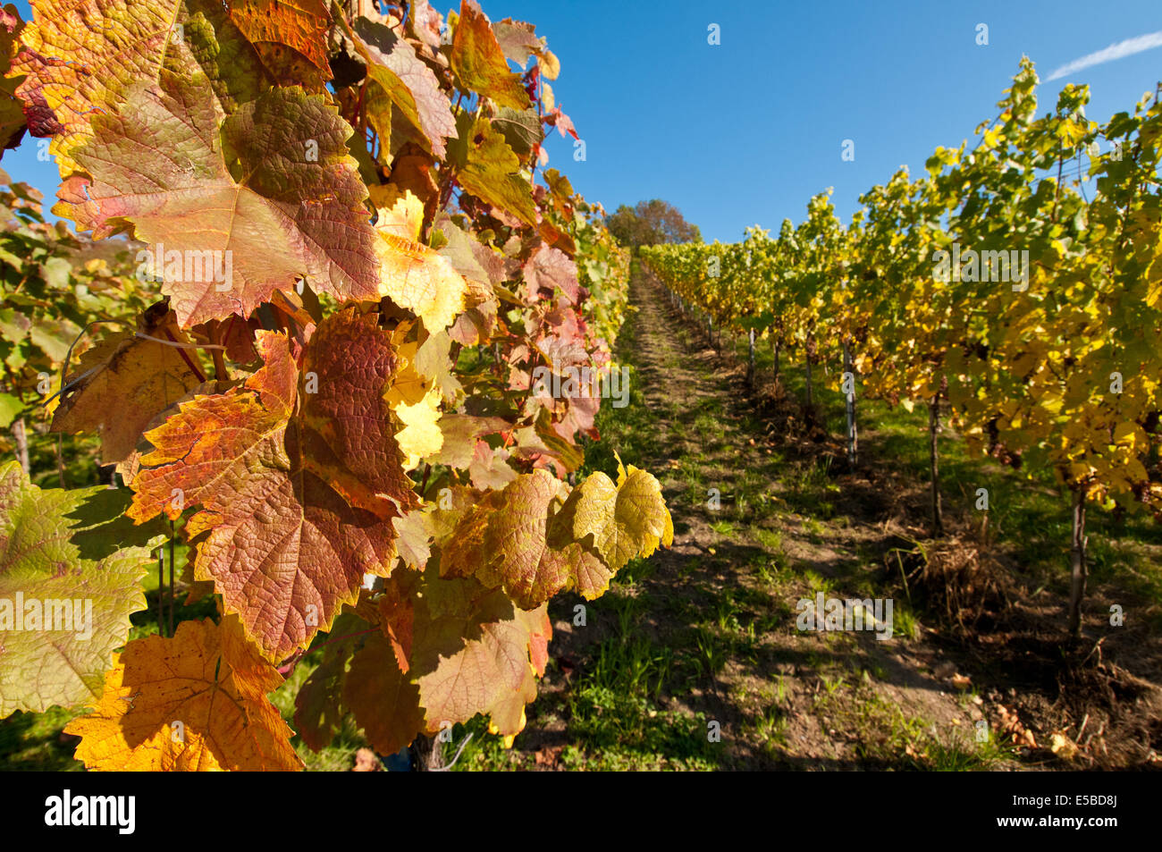 Vines in a vineyard in fall Stock Photo - Alamy