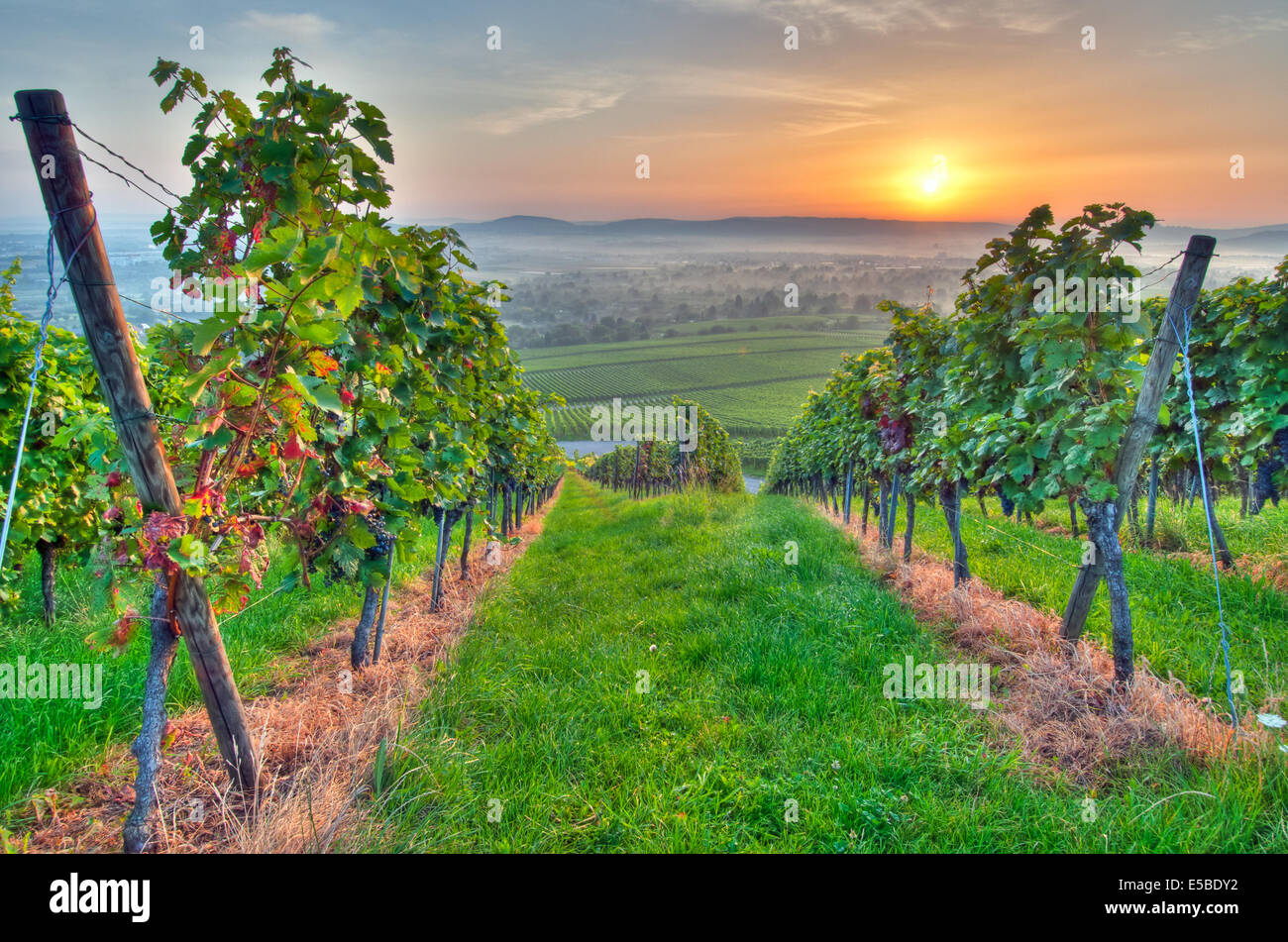 Plant in morning sun hi-res stock photography and images - Alamy