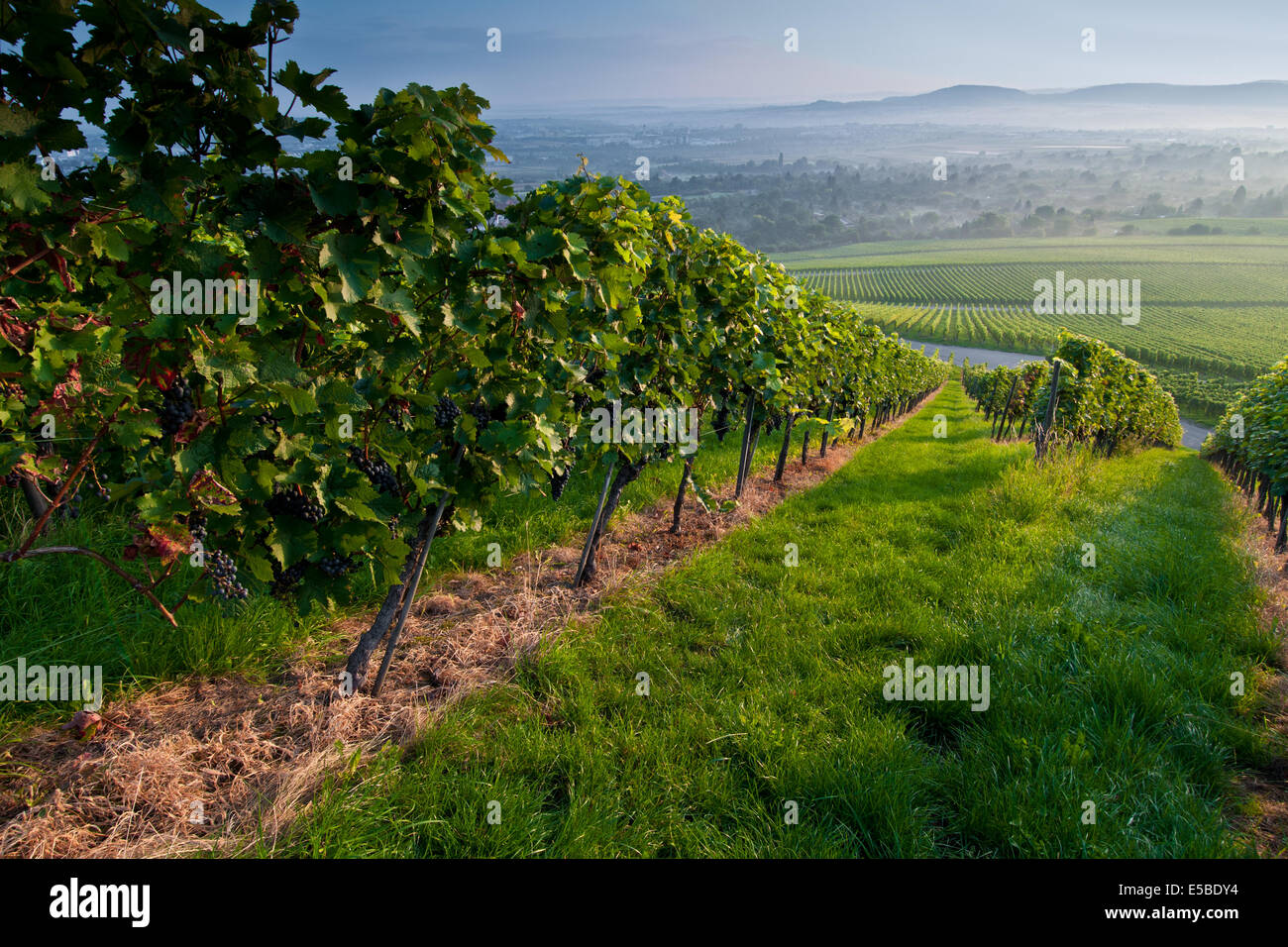 Sun vineyard hi-res stock photography and images - Alamy