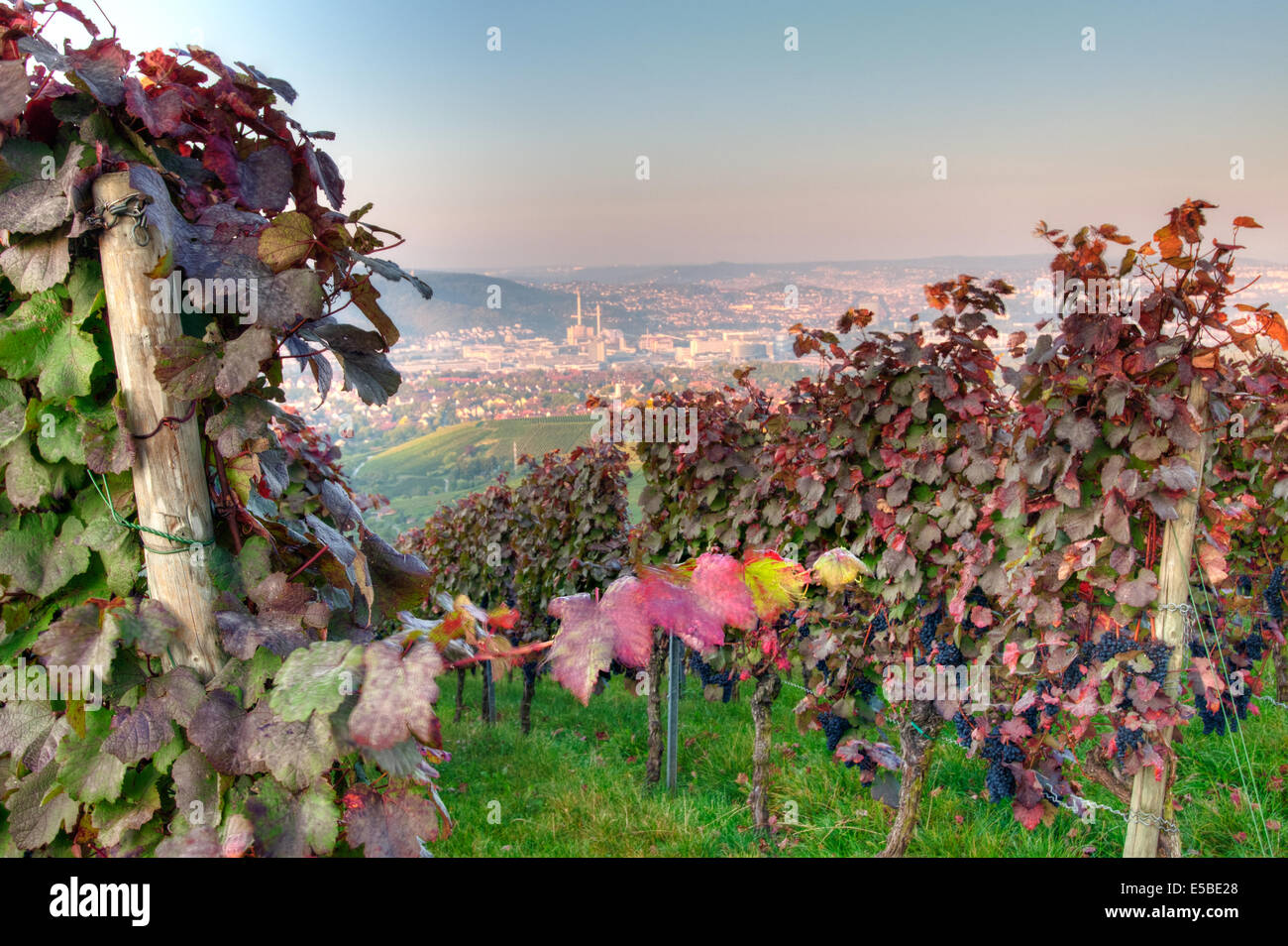 Grapes in Germany in fall Stock Photo - Alamy