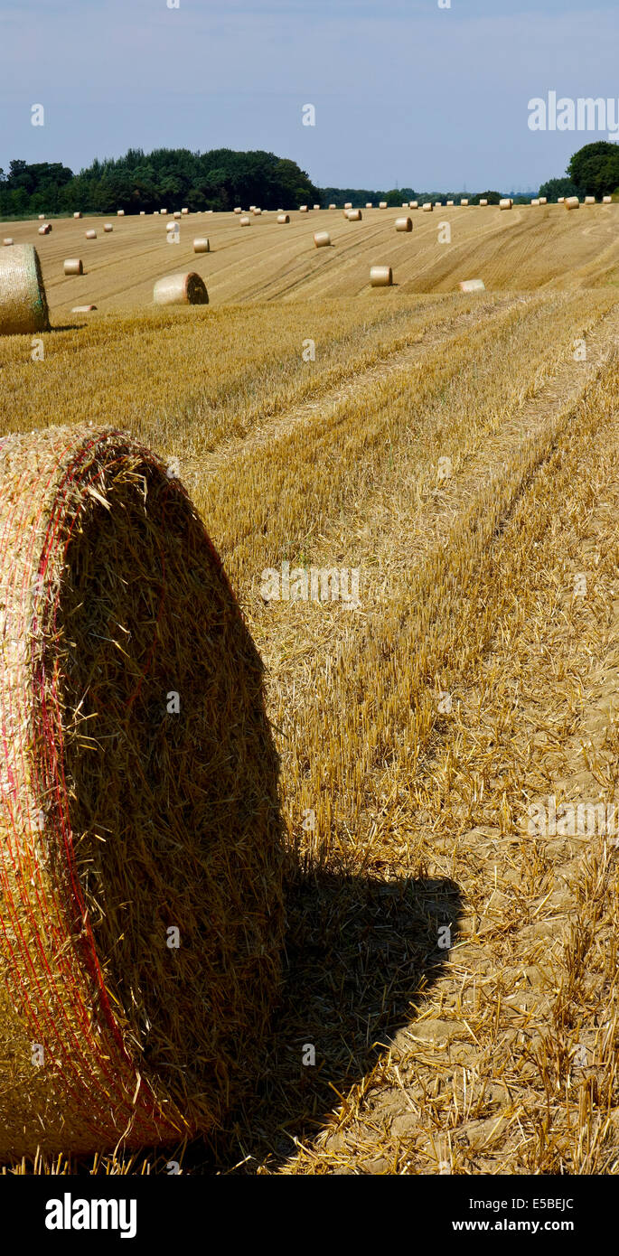 Straw bales in norfolk field hi-res stock photography and images - Alamy