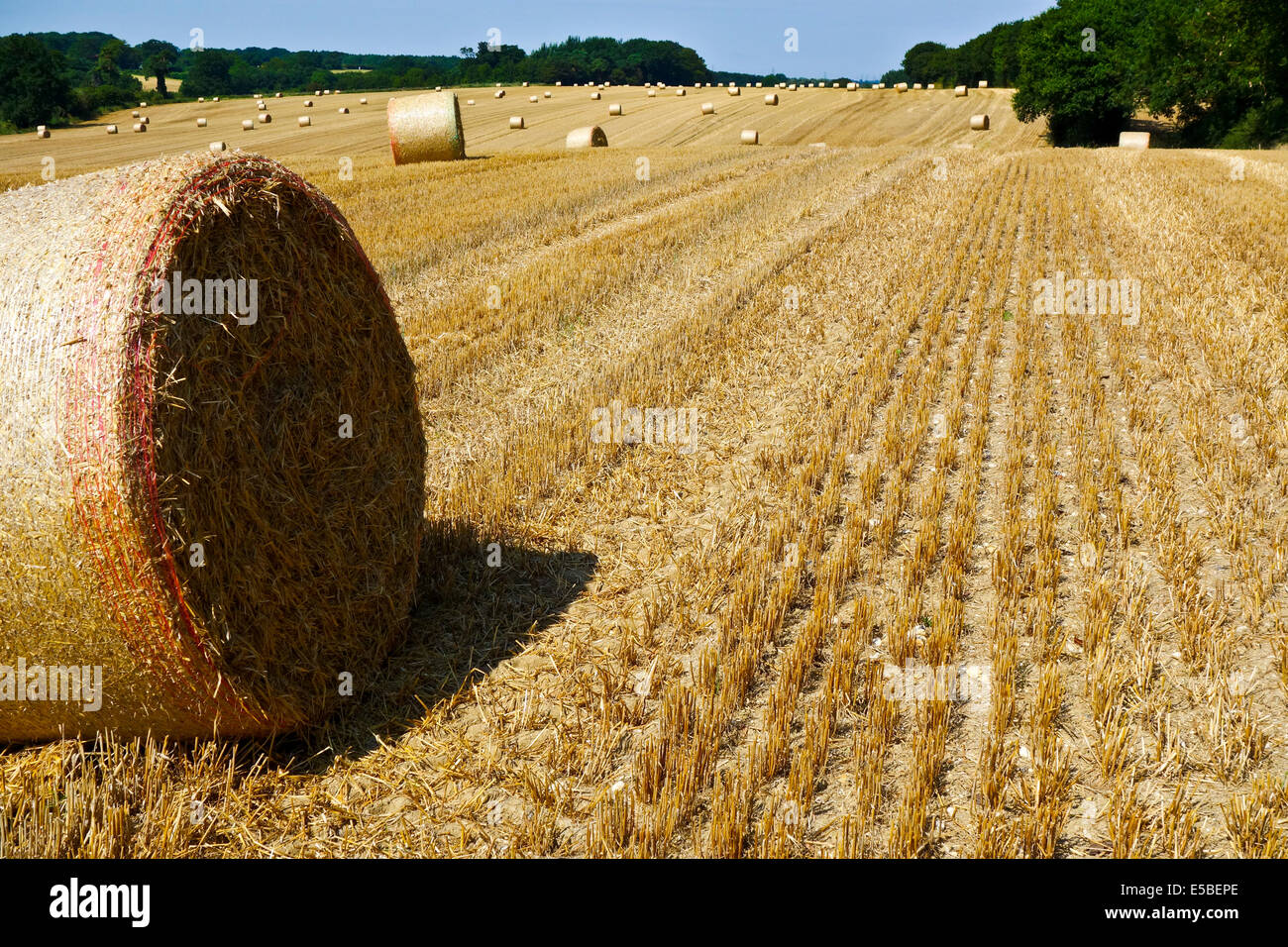 Straw bales in norfolk field hi-res stock photography and images - Alamy