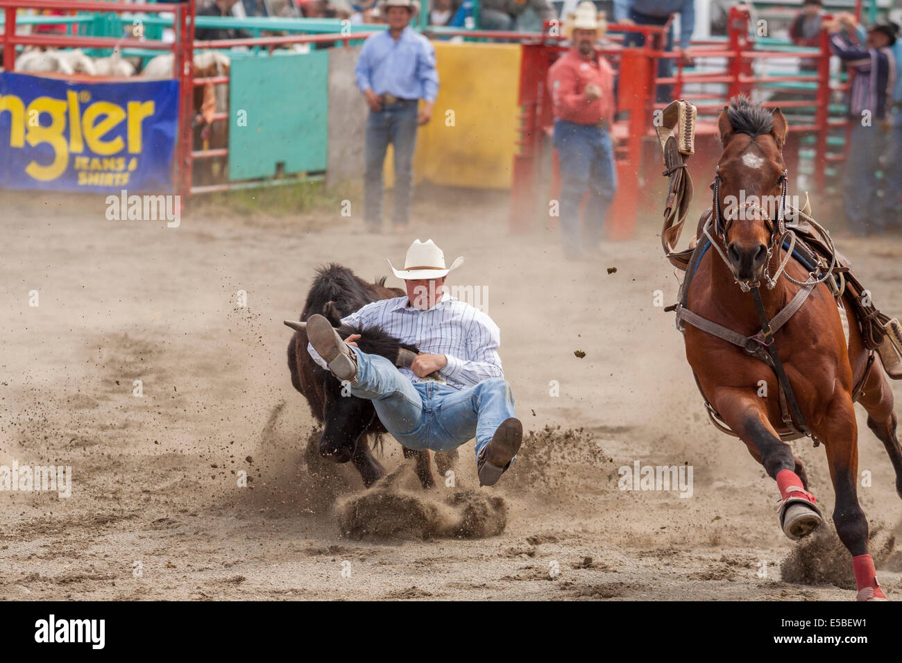 Cowboy wrestling steer at Luxton Pro Rodeo events-Metchosin, British ...
