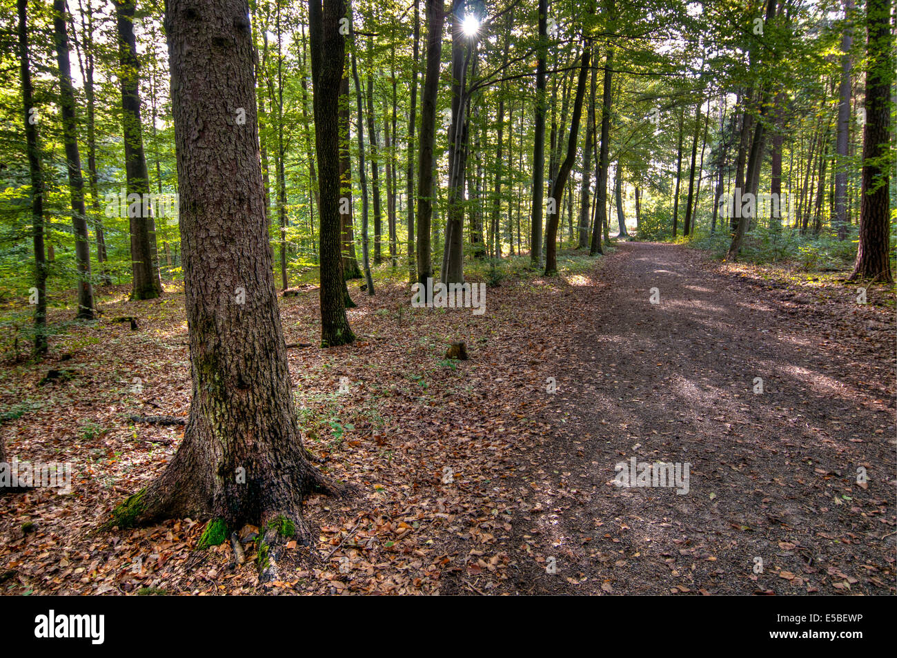 Trail in autumn in a German forest Stock Photo - Alamy