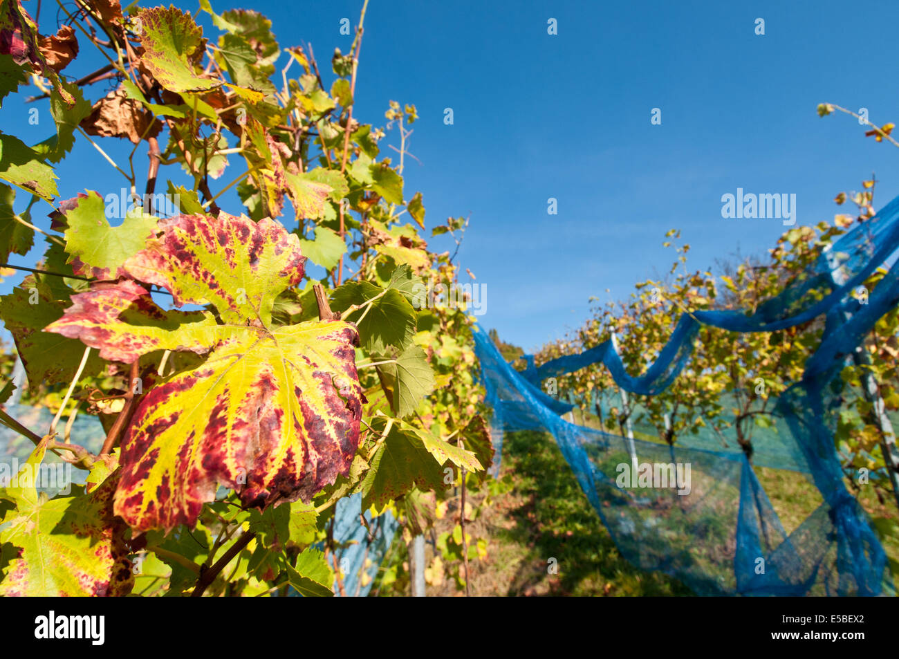 Fall vines birds hi-res stock photography and images - Alamy