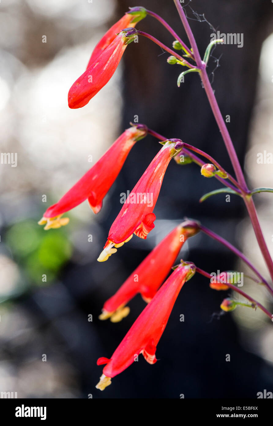 Beautiful red Scarlet Bugler, Penstemon barbatus, torreyi ...