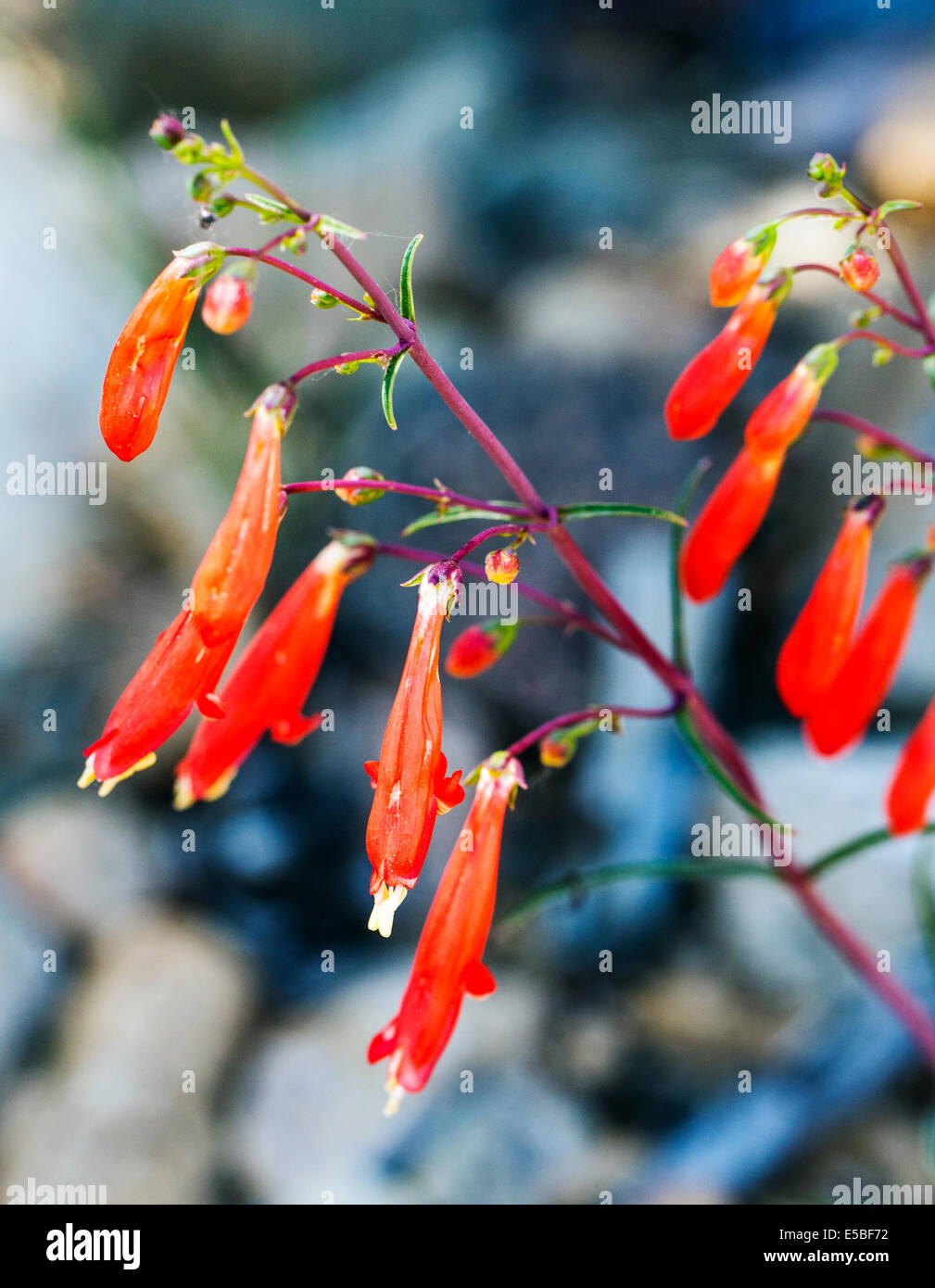 Beautiful red Scarlet Bugler, Penstemon barbatus, torreyi ...
