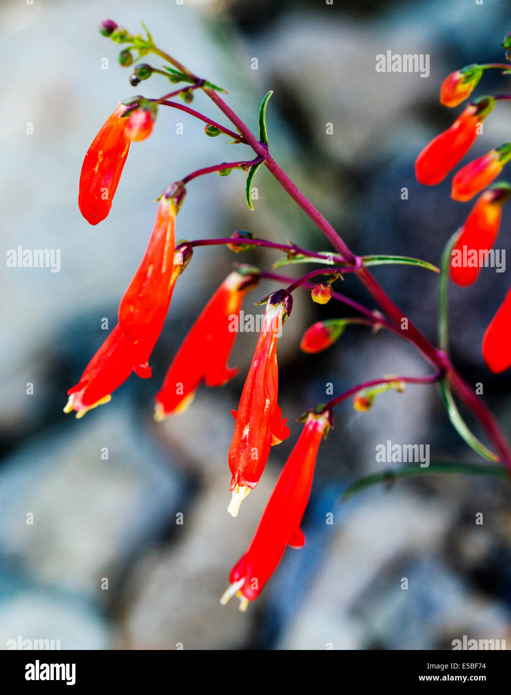 Penstemon barbatus hi-res stock photography and images - Alamy