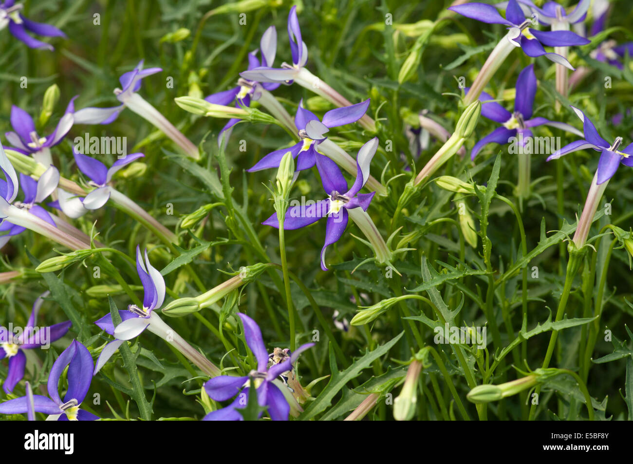 Laurentia Commonly Known as Isotoma Pot Indigo Stock Photo - Alamy