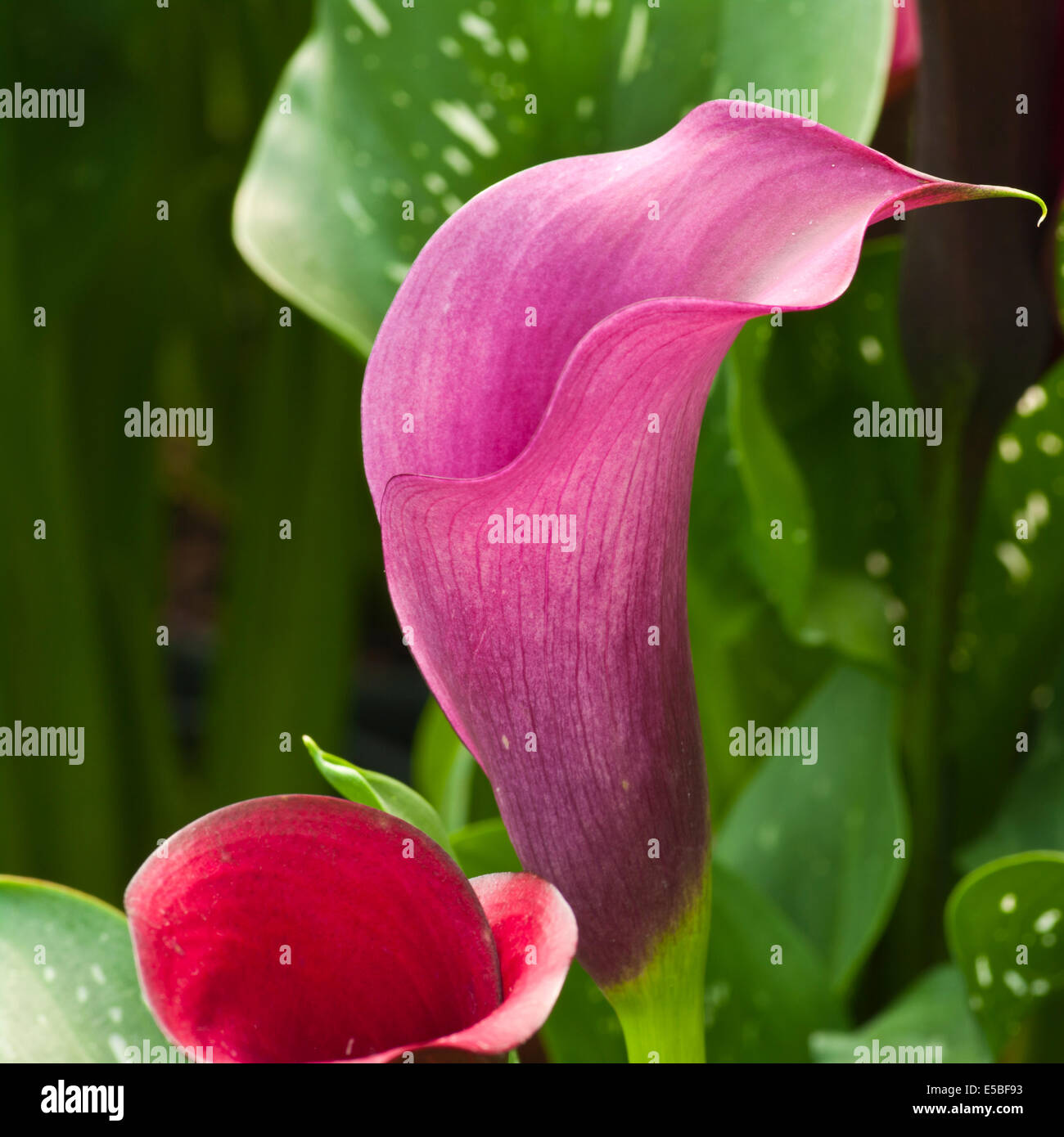 Purple calla lily hi-res stock photography and images - Alamy