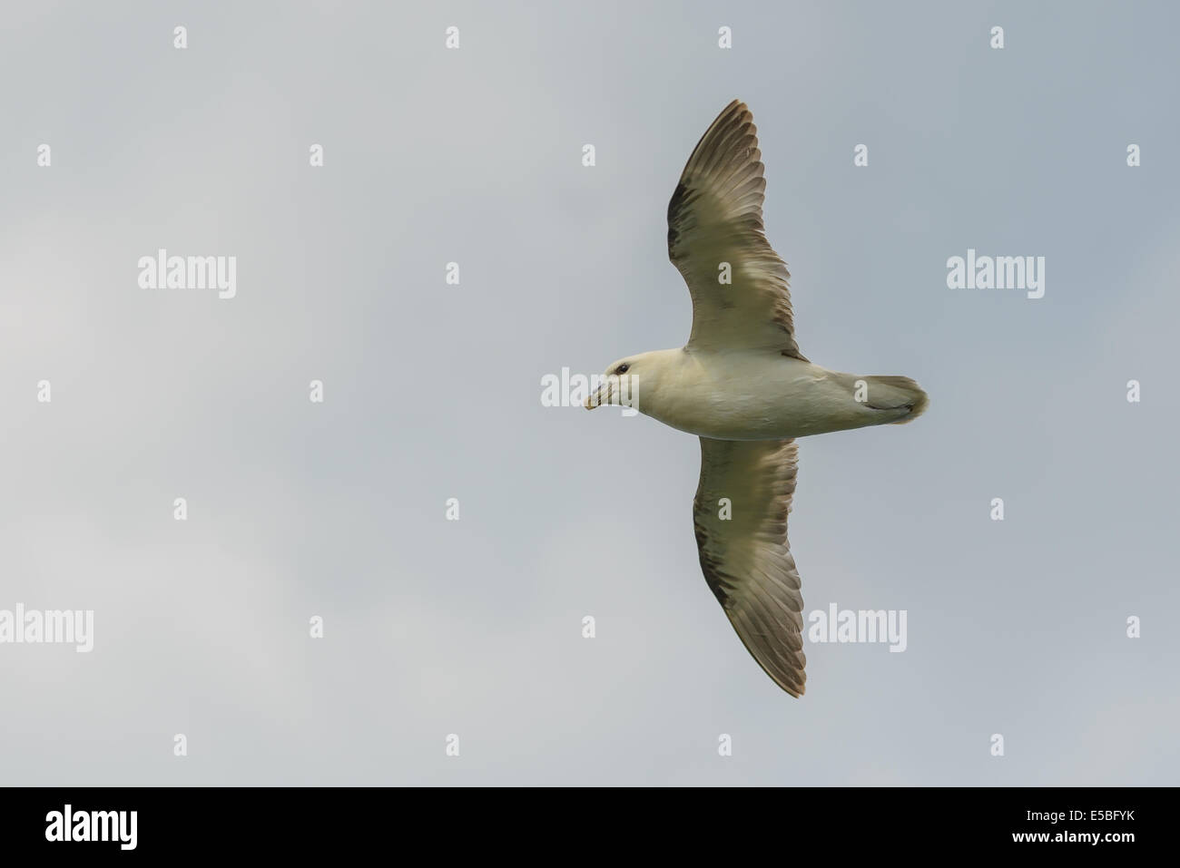 A northern fulmar (Fulmarus glacialis) flying in flight airborne ...