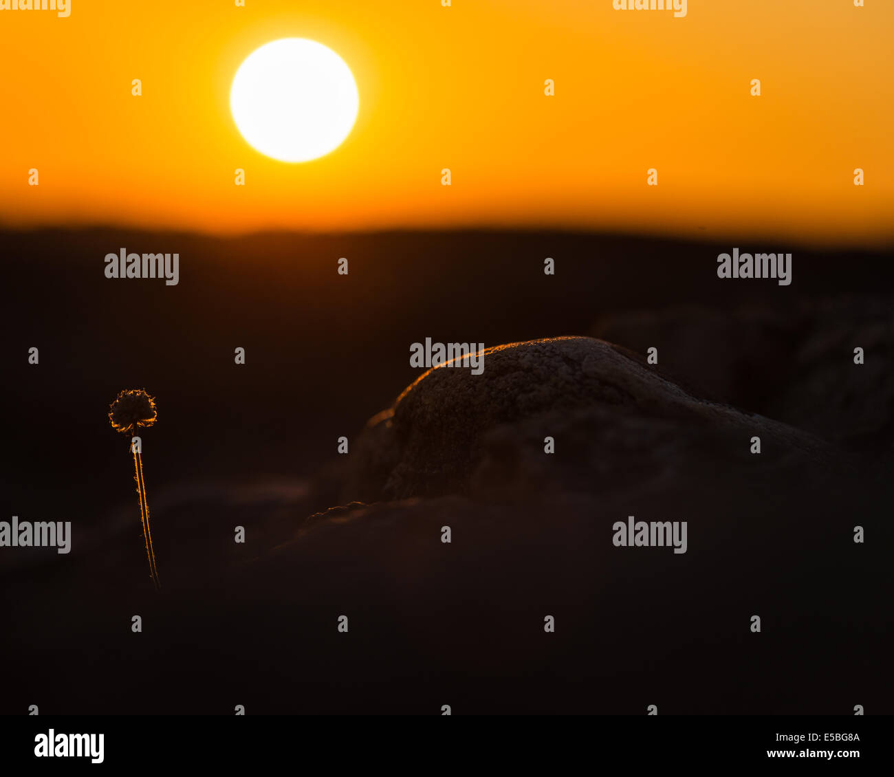 Armeria Maritima flower during sunset Stock Photo - Alamy