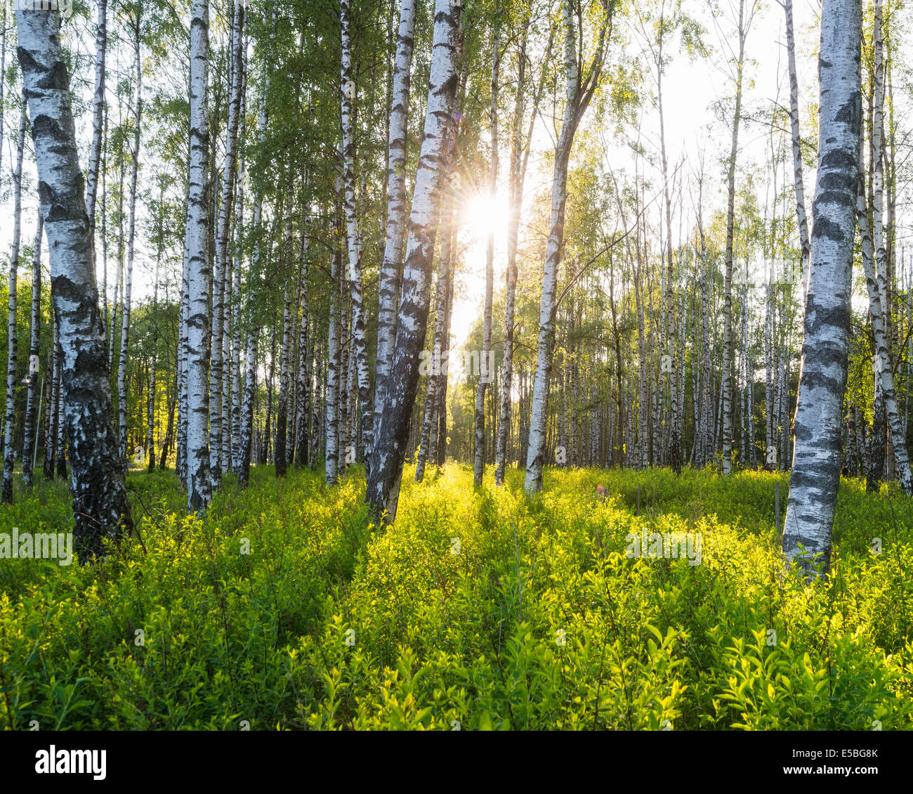 Birch trees in forest with bright sunlight Stock Photo - Alamy