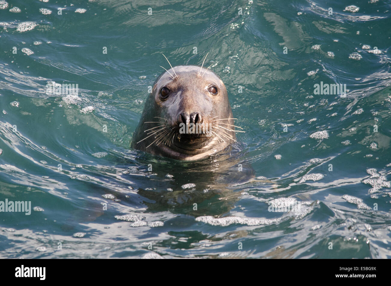 Seal in sea headshot Stock Photo - Alamy