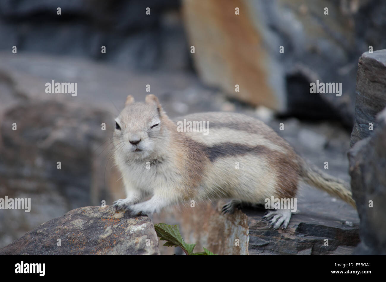 Chipmunk hole nut hi-res stock photography and images - Alamy