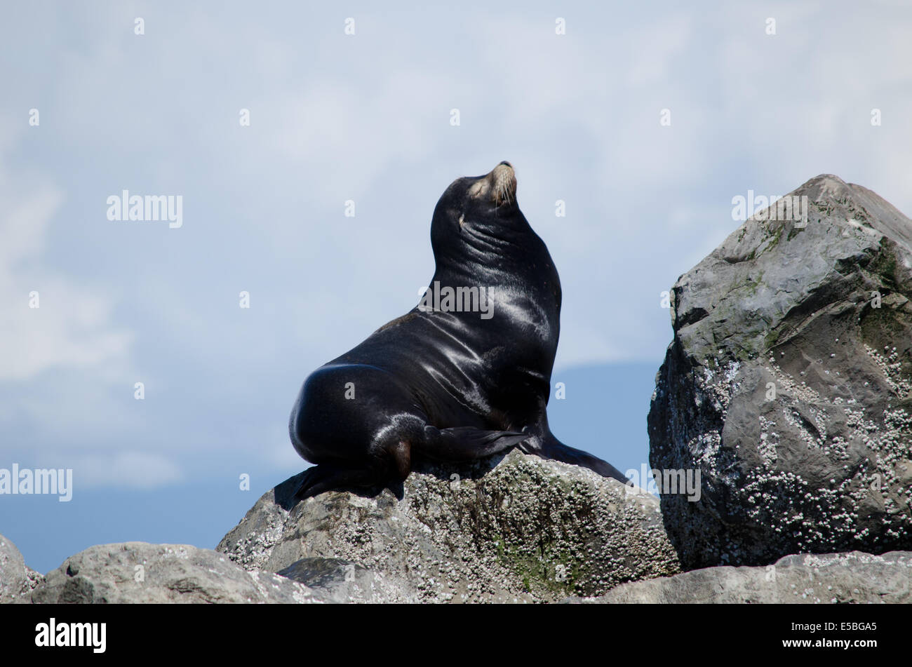Seal posing on rocks in sun, blue sky with clouds Stock Photo - Alamy