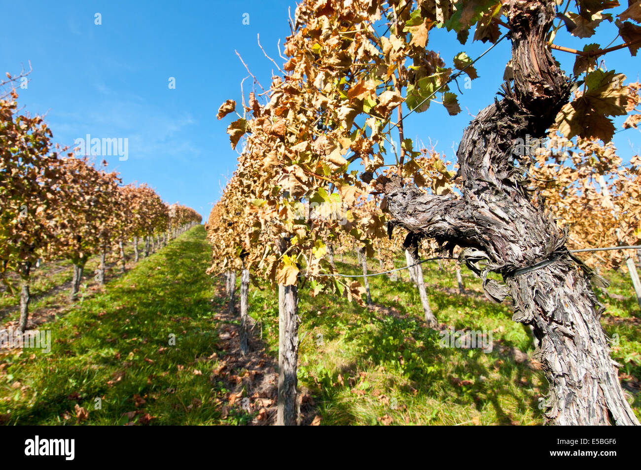 Old vine in a German vineyard Stock Photo - Alamy