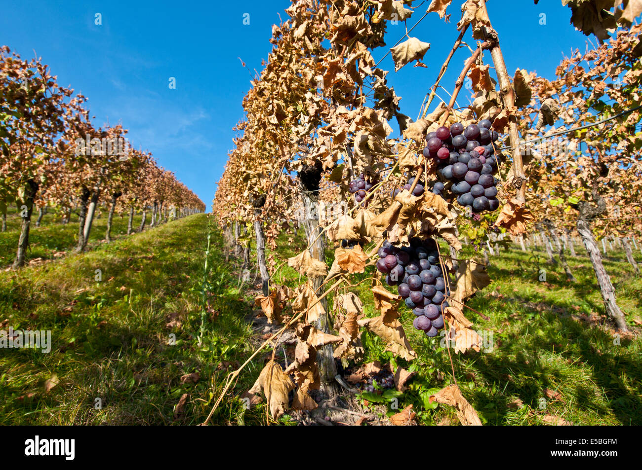 Bunches of grapes in a German vineyard Stock Photo - Alamy
