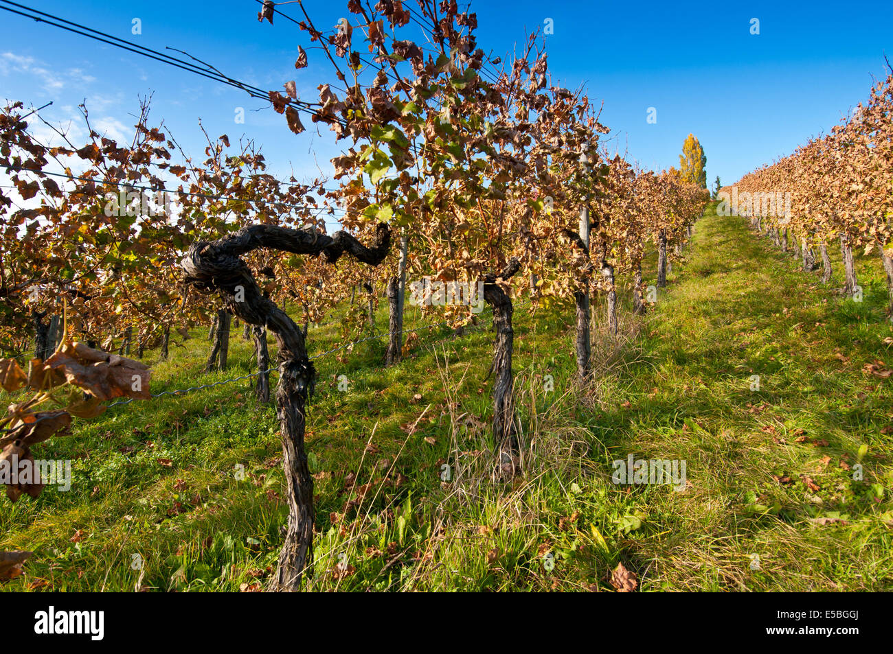 The old grape vine hi-res stock photography and images - Alamy
