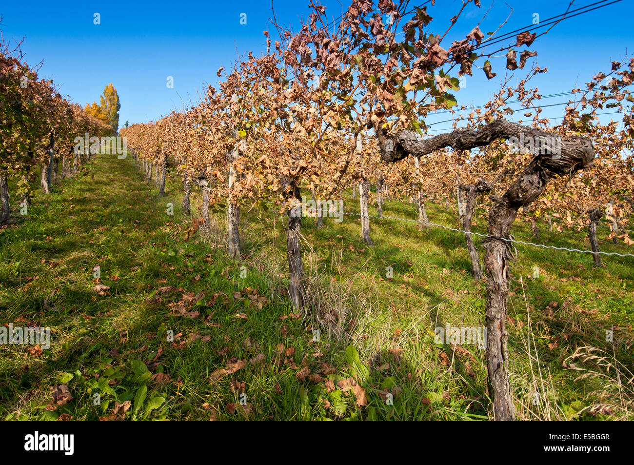Vines in Germany in a vineyard Stock Photo - Alamy