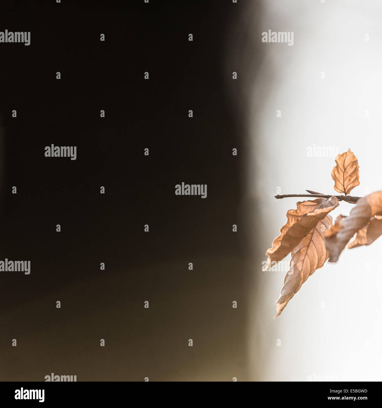 Weakness outdoor hi-res stock photography and images - Alamy