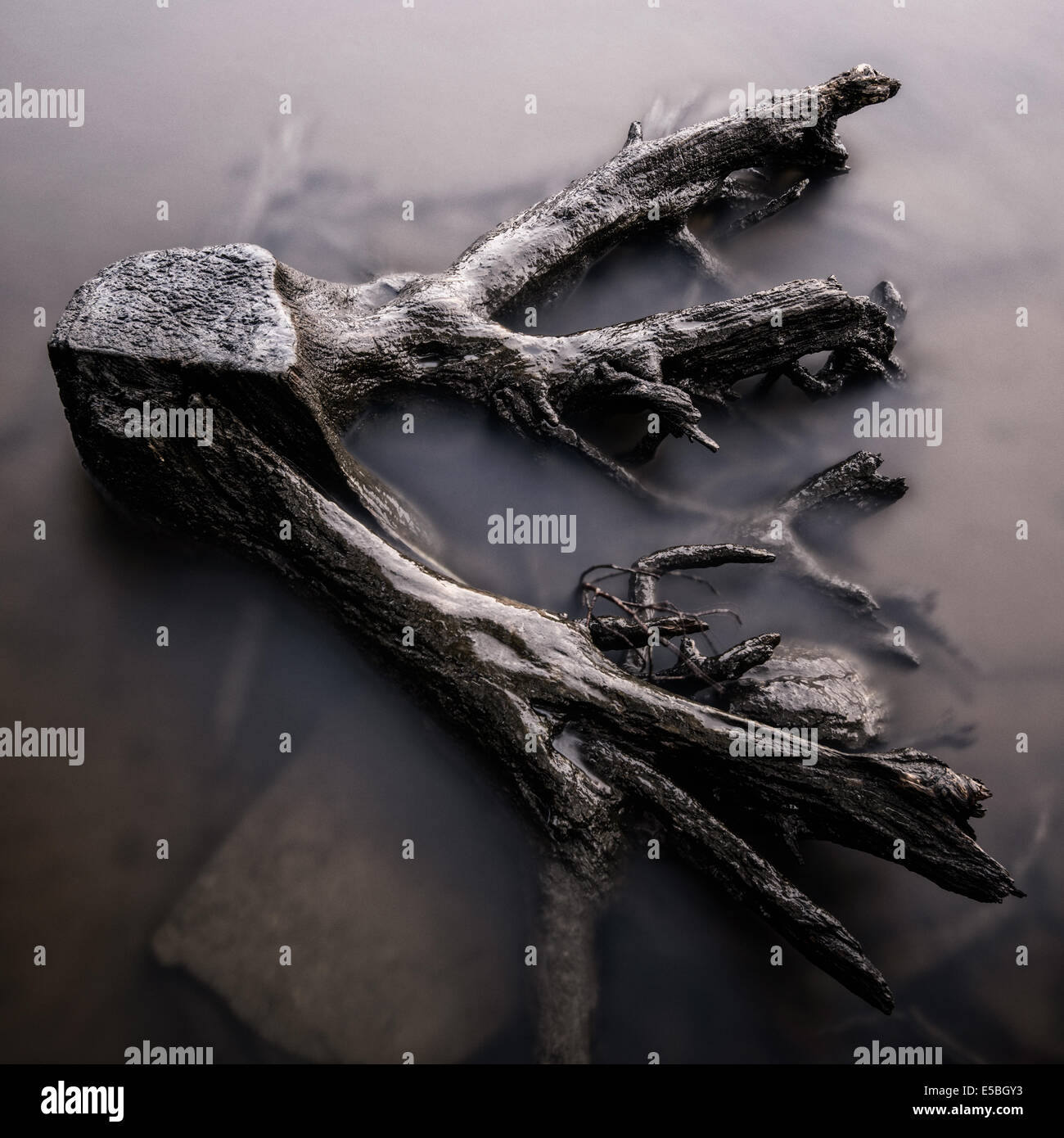 Drift wood in water Stock Photo - Alamy