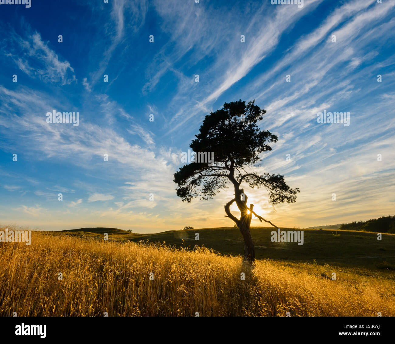 Silhouette of single pine tree against dramatic sky Stock Photo - Alamy