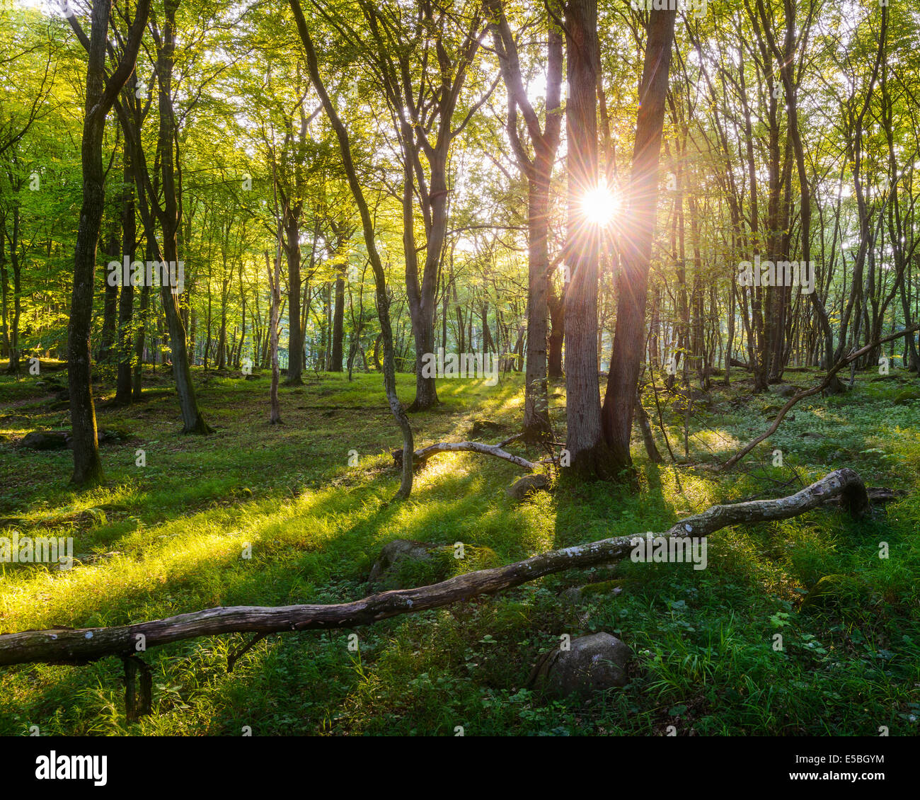 Sunlight streaming through tree hi-res stock photography and images - Alamy