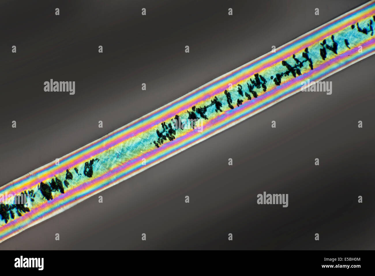 Birefringent microscope micrograph badger hair meles meles hi-res stock ...