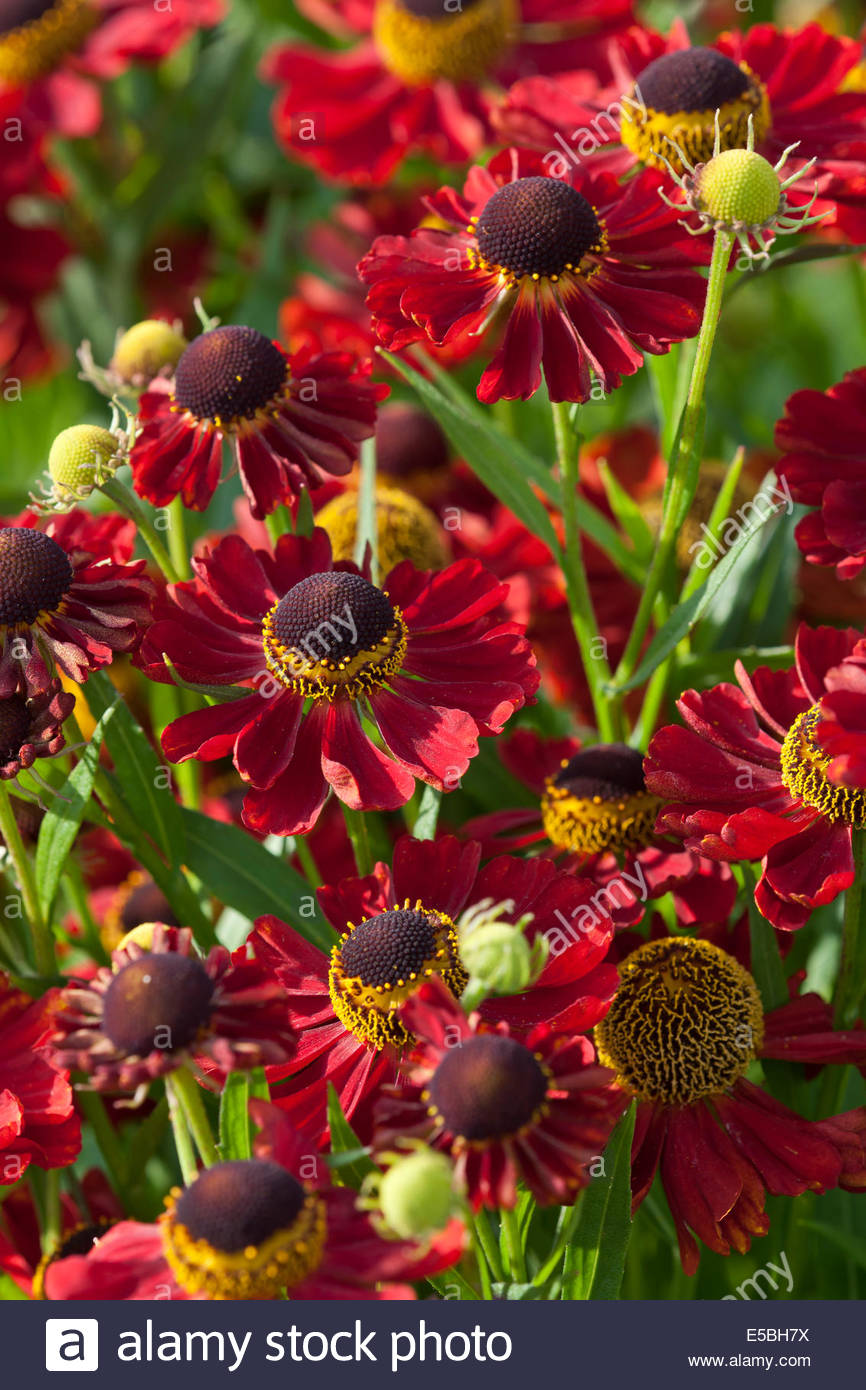Helenium Rubinzwerg Stock Photos & Helenium Rubinzwerg Stock Images - Alamy