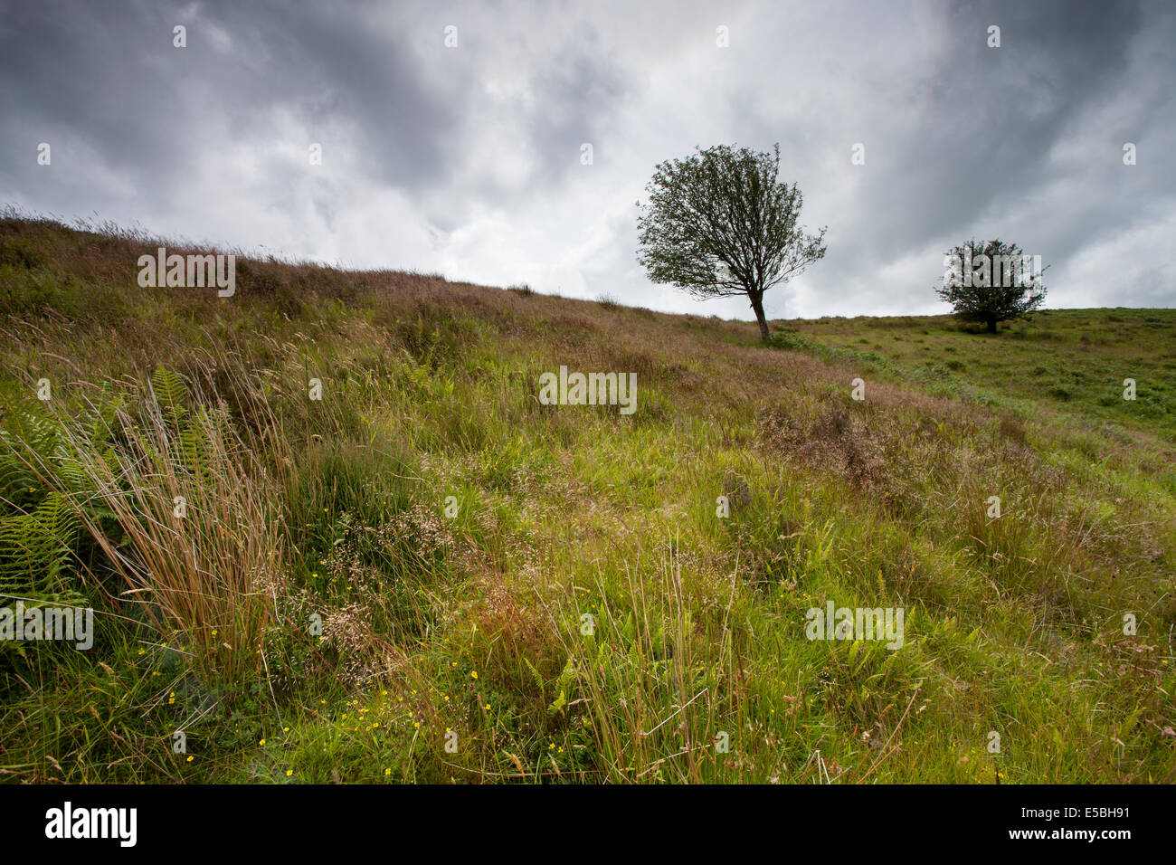 view of hill with trees on Exmoor national park Stock Photo - Alamy