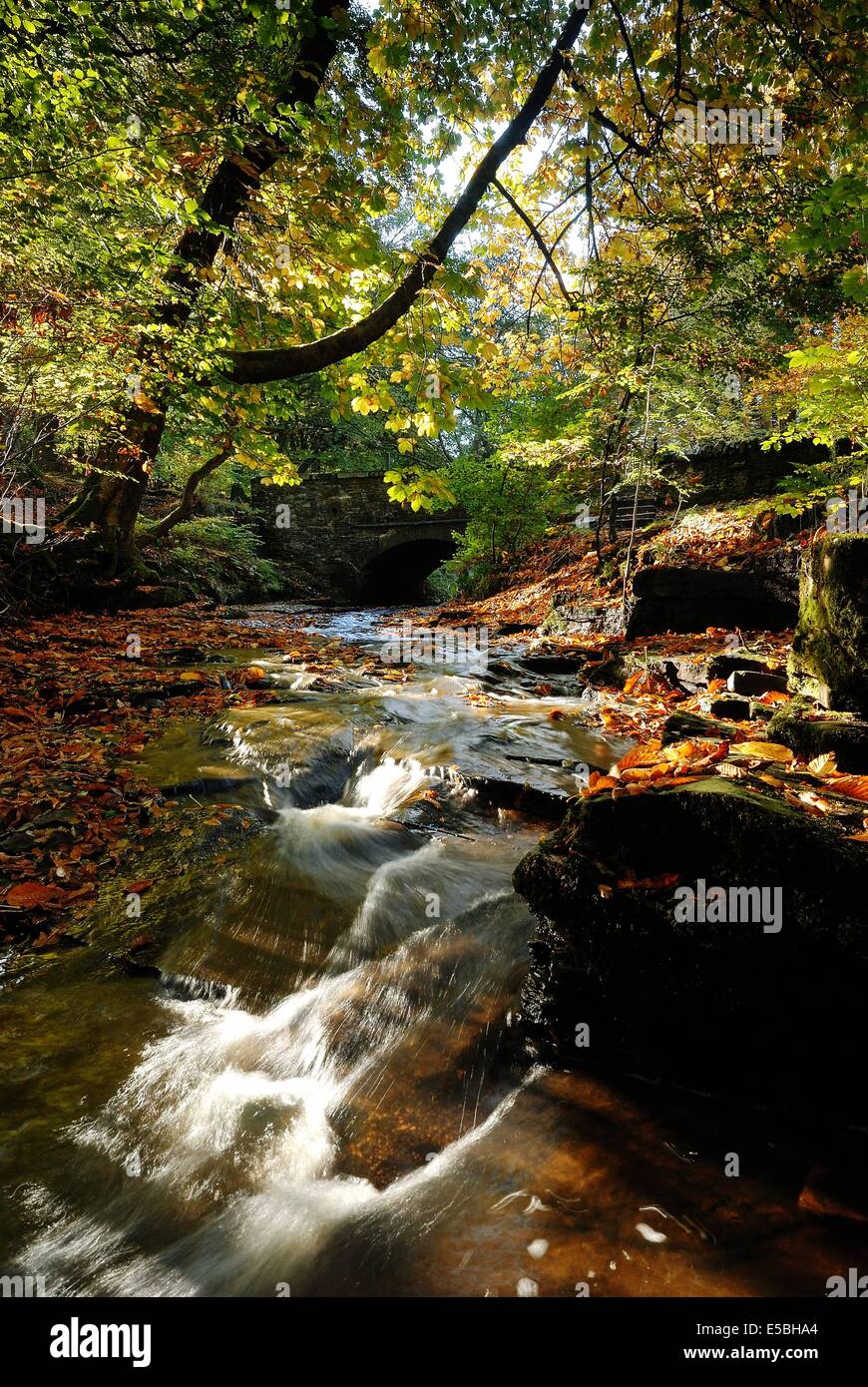 Sunlight on the Fall Stream Stock Photo - Alamy