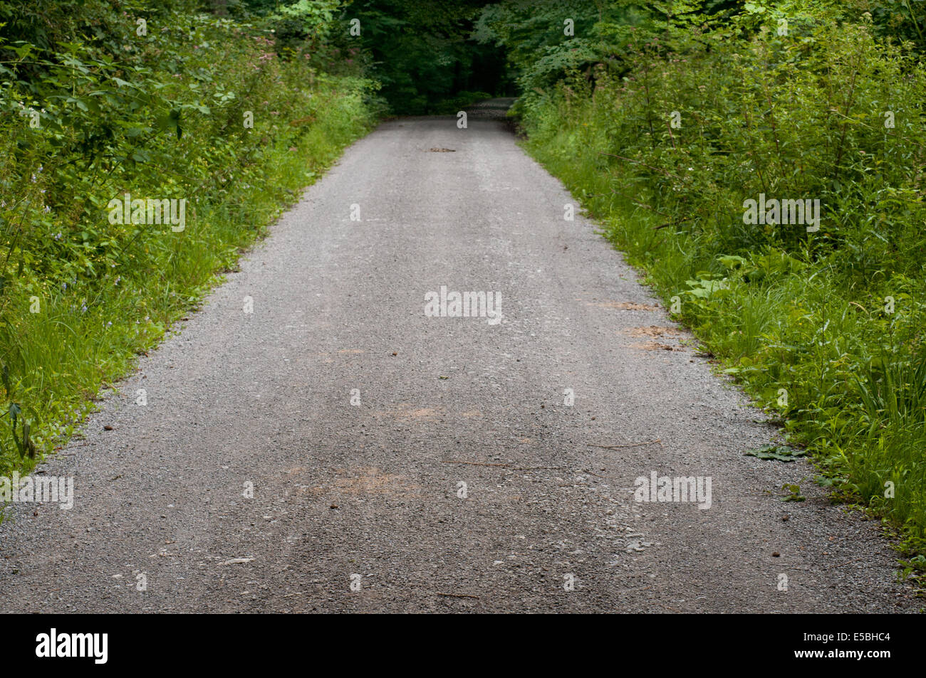 Forest road with green plants Stock Photo - Alamy