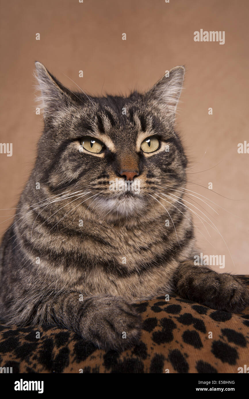 Black tabby manx cat head hi-res stock photography and images - Alamy