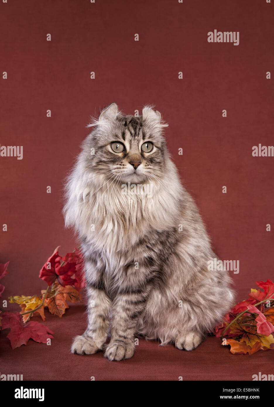 Highland Lynx cat sitting on burnt orange fall background with leaves ...