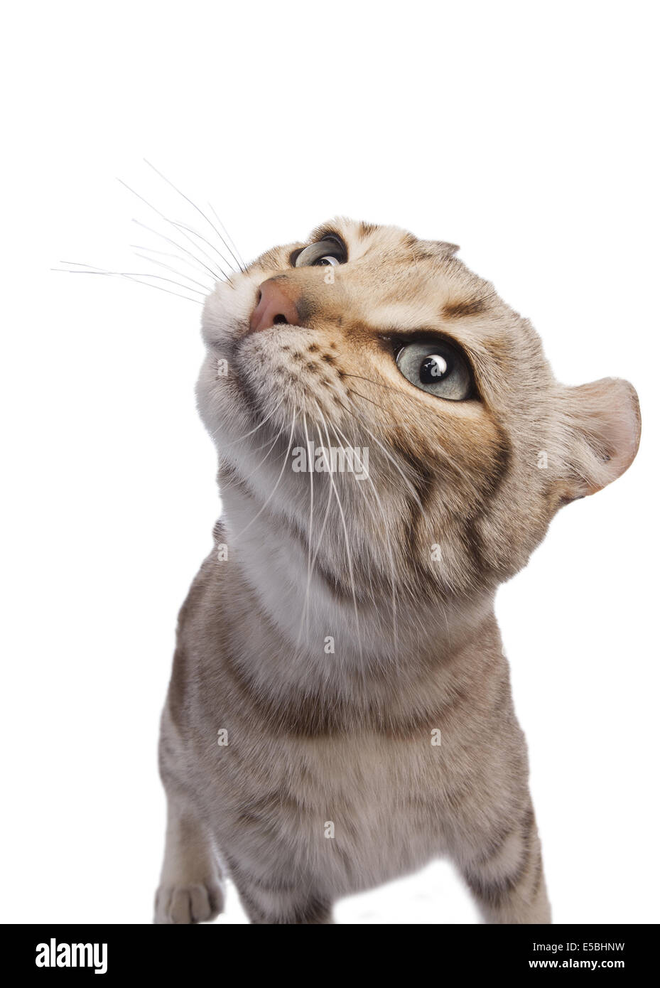 Highland Lynx cat looking up turning head to the side up close head ...