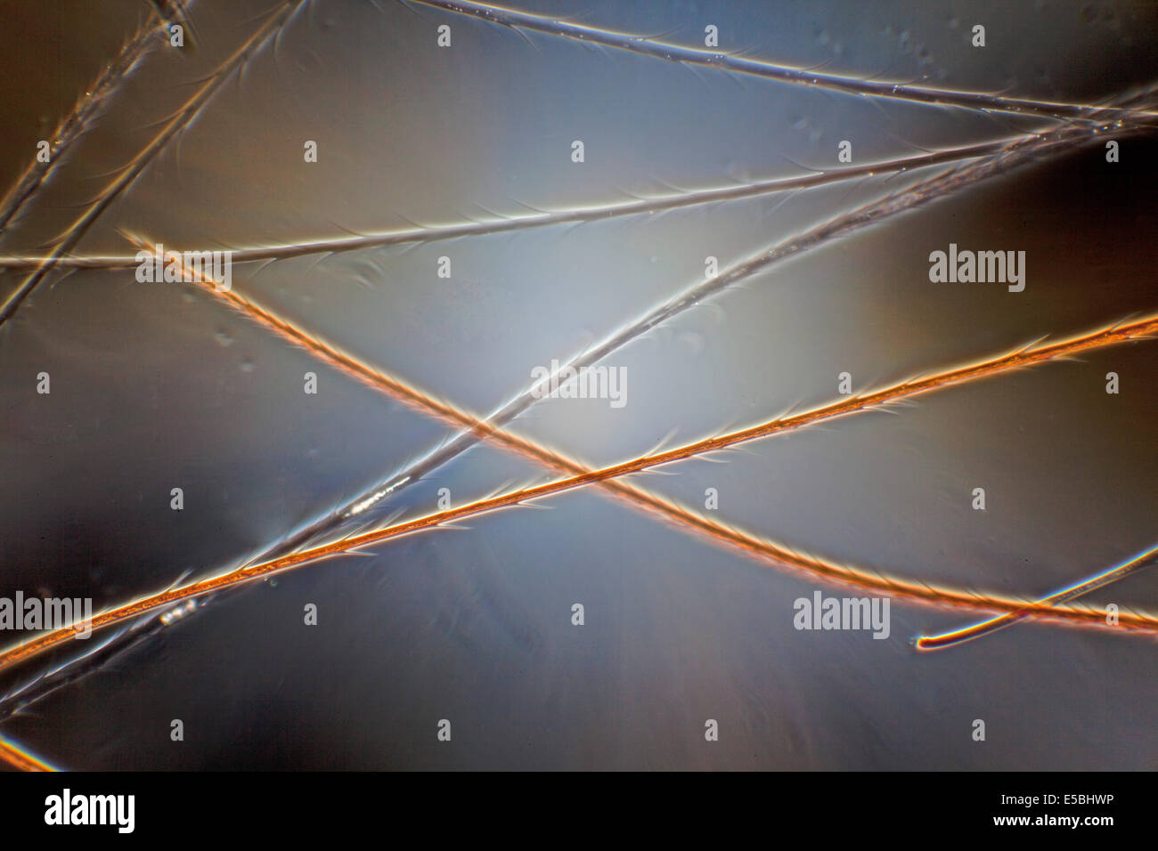 Microscope micrograph hive bumble bee bombus hortorum hi-res stock ...