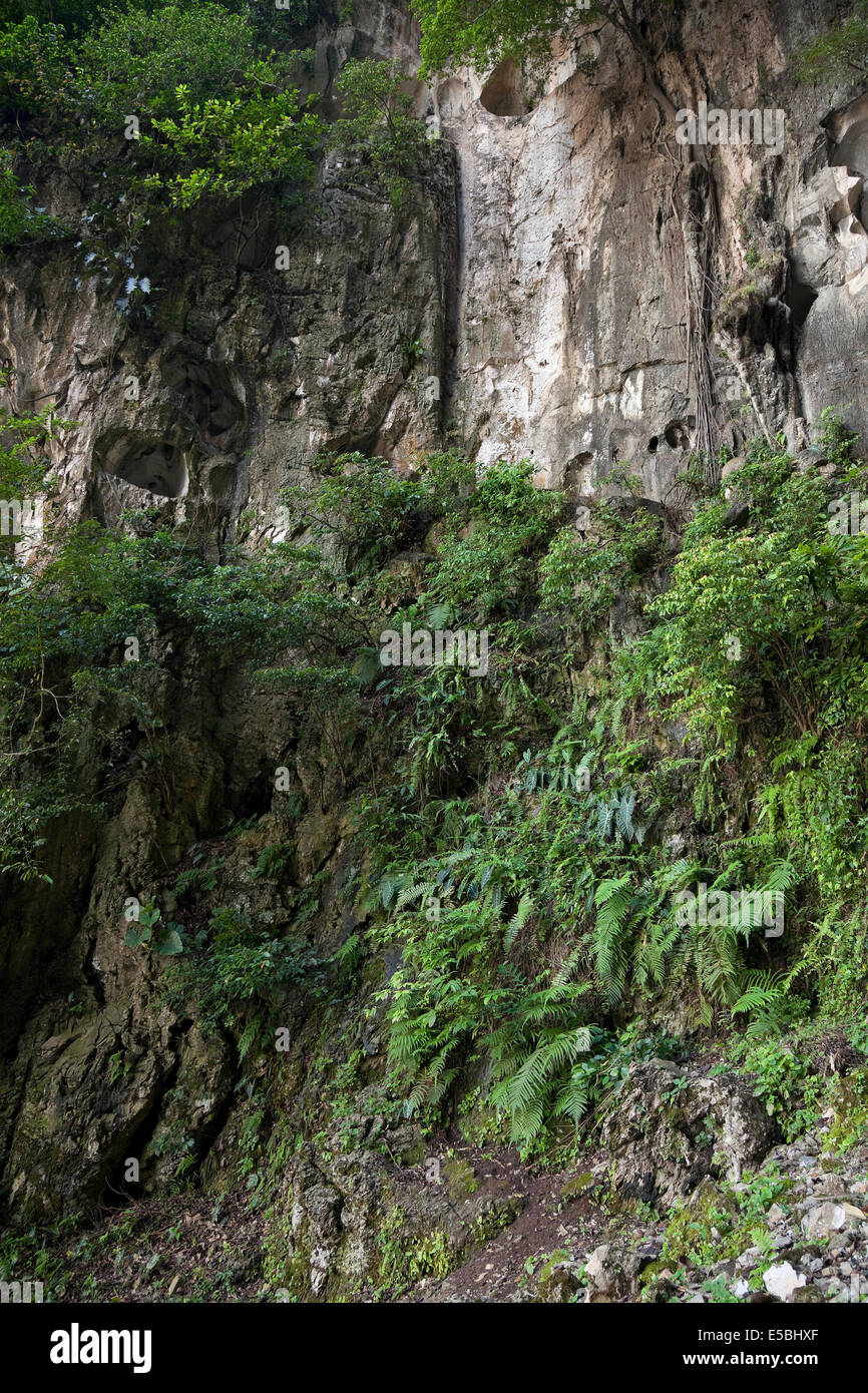 Karst calcium carbonate erosion tropical limestone habitat hi-res stock ...