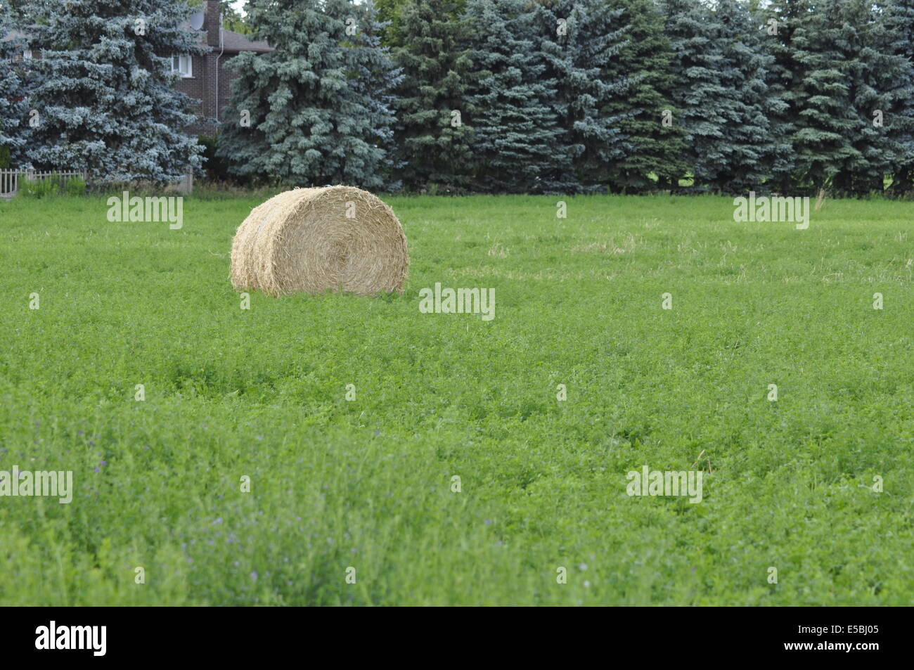 one bale of hay Stock Photo - Alamy