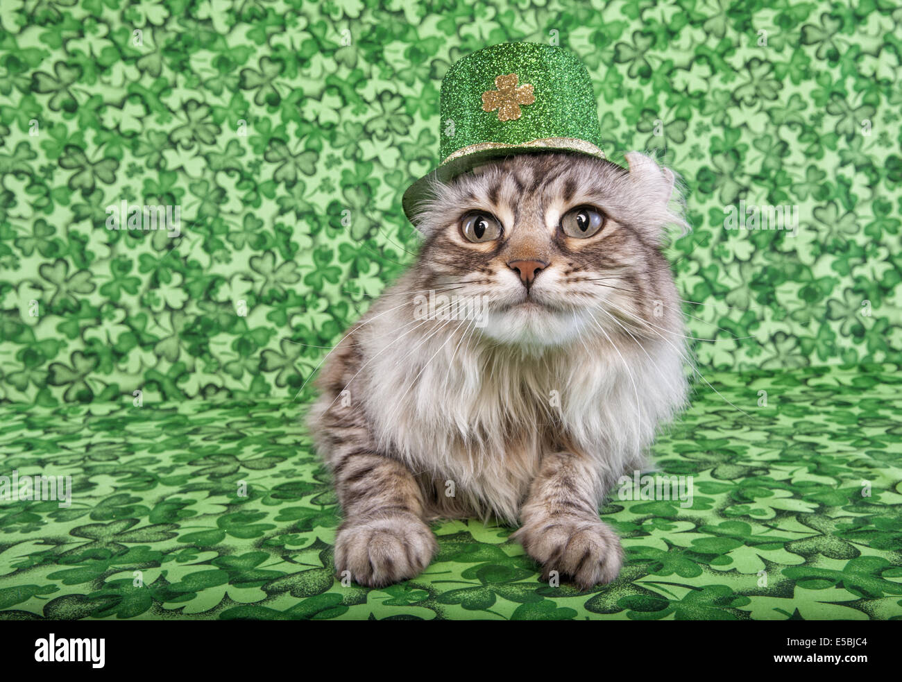 Highland Lynx cat wearing saint patricks day hat on shamrock background ...