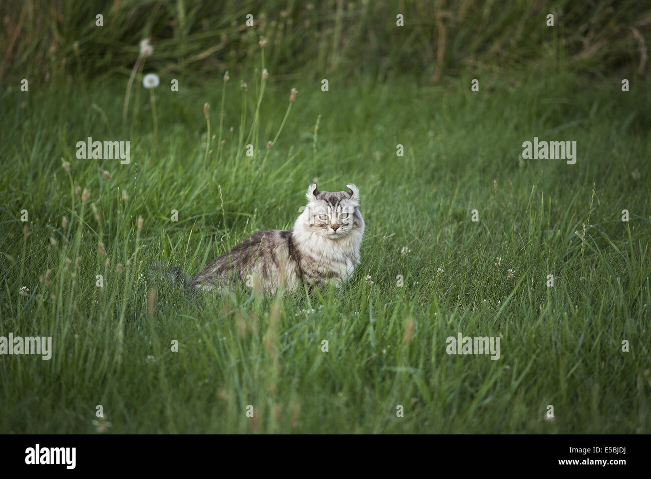 Highland lynx cat hi-res stock photography and images - Alamy
