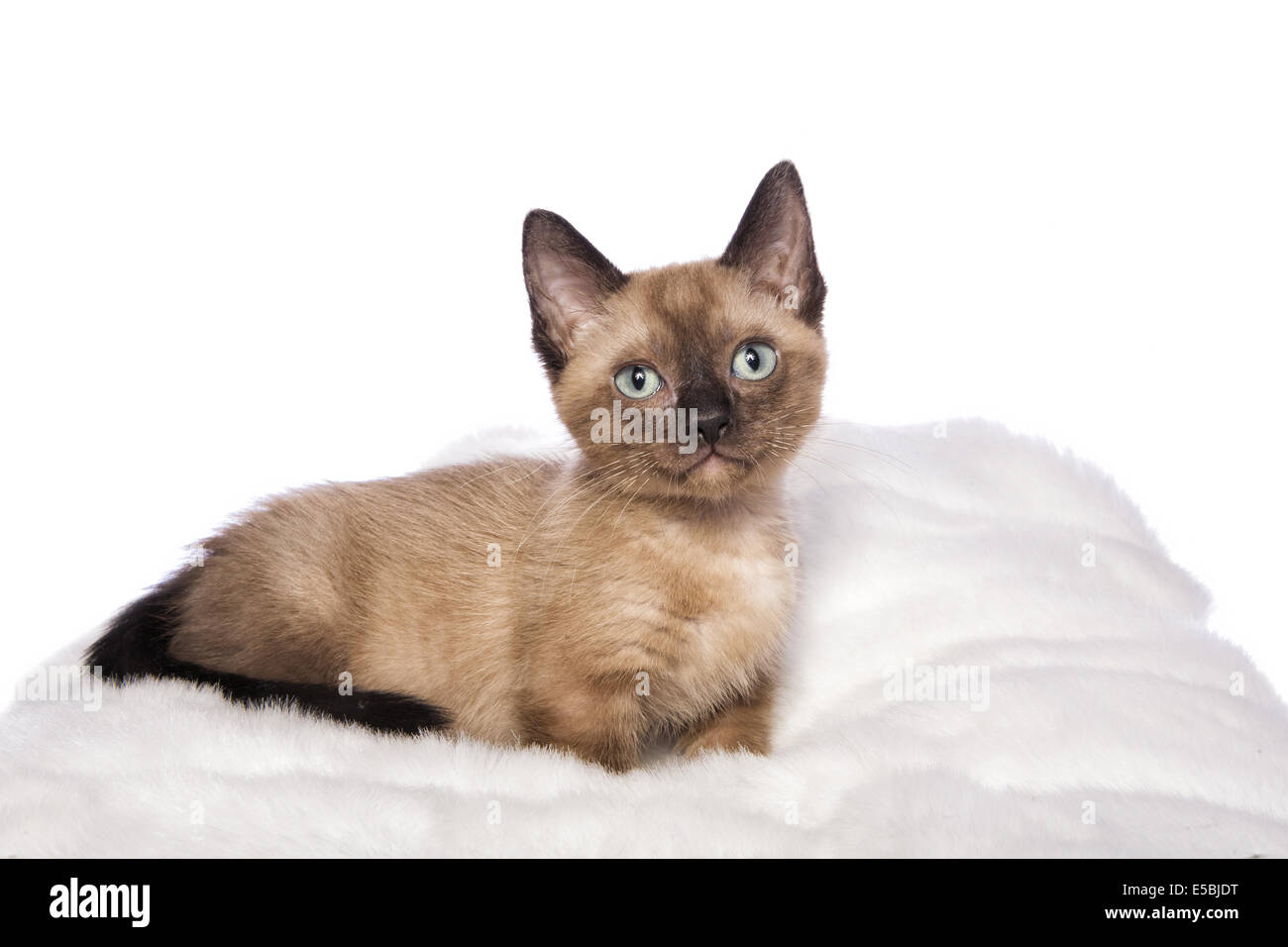 Siamese Munchkin Kat