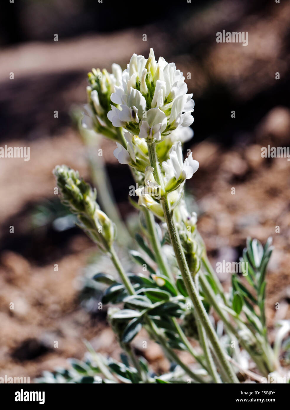 Oxytropis sericea; White Locoweed; Fabaceae; Pea; wildflowers in bloom ...