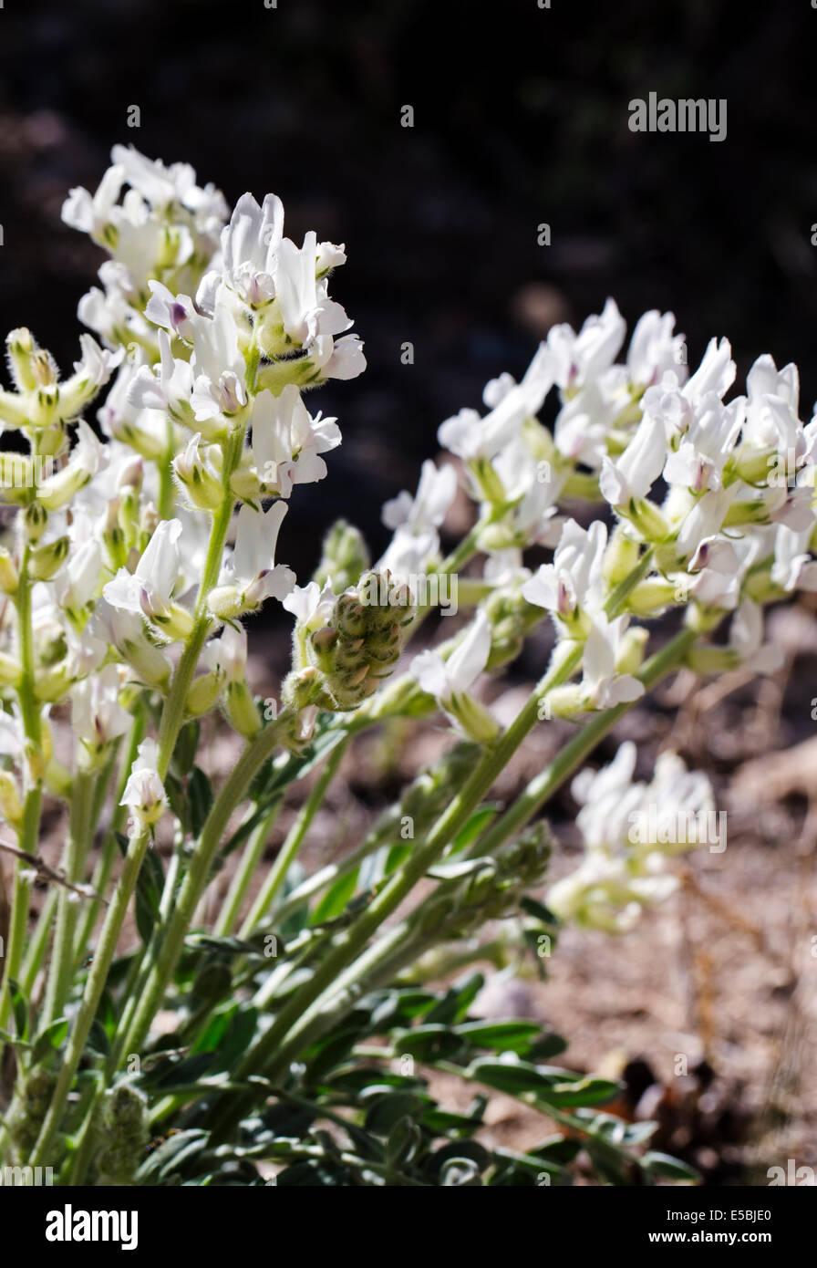 Oxytropis sericea; White Locoweed; Fabaceae; Pea; wildflowers in bloom ...