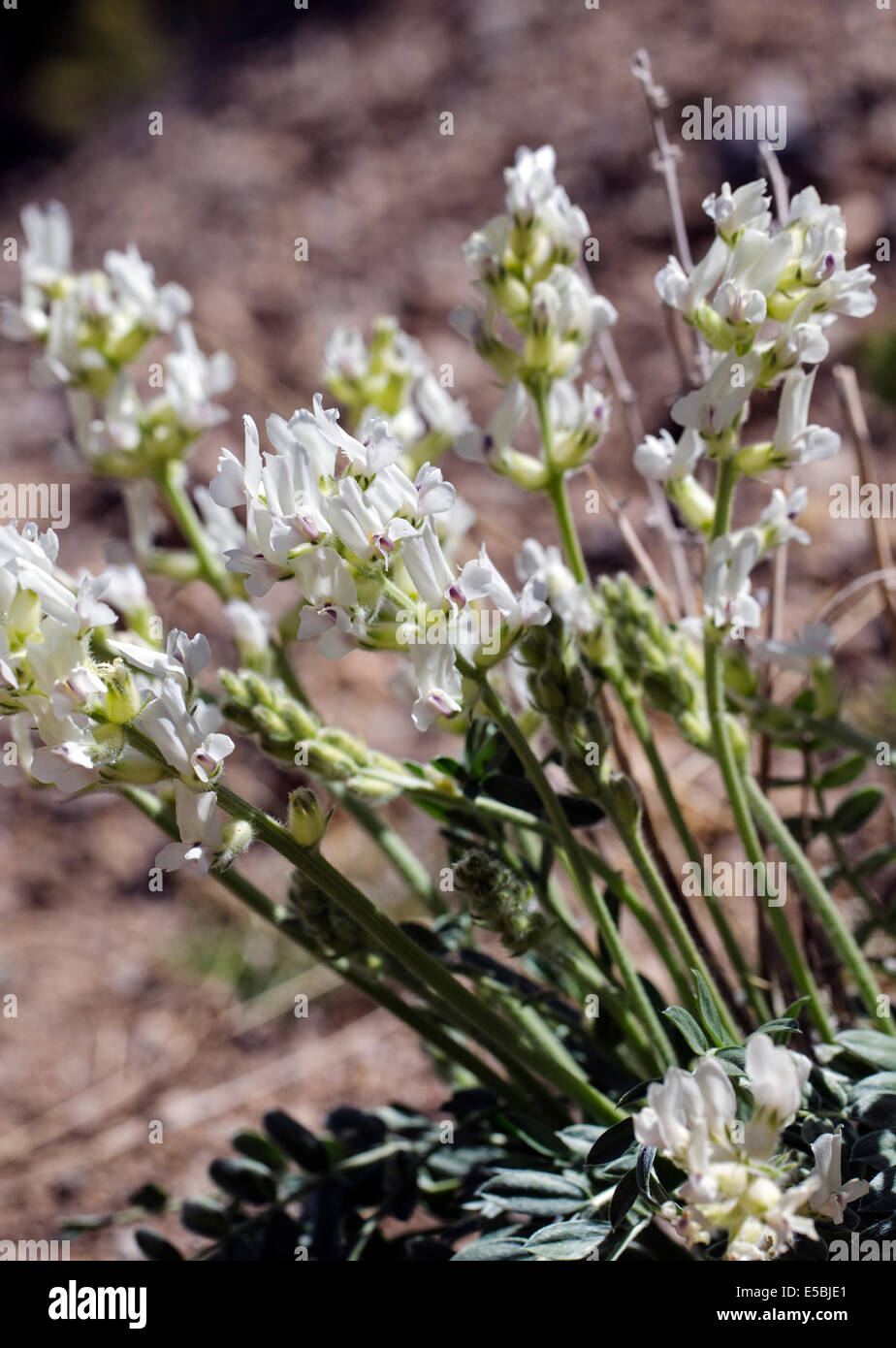 Oxytropis sericea; White Locoweed; Fabaceae; Pea; wildflowers in bloom ...