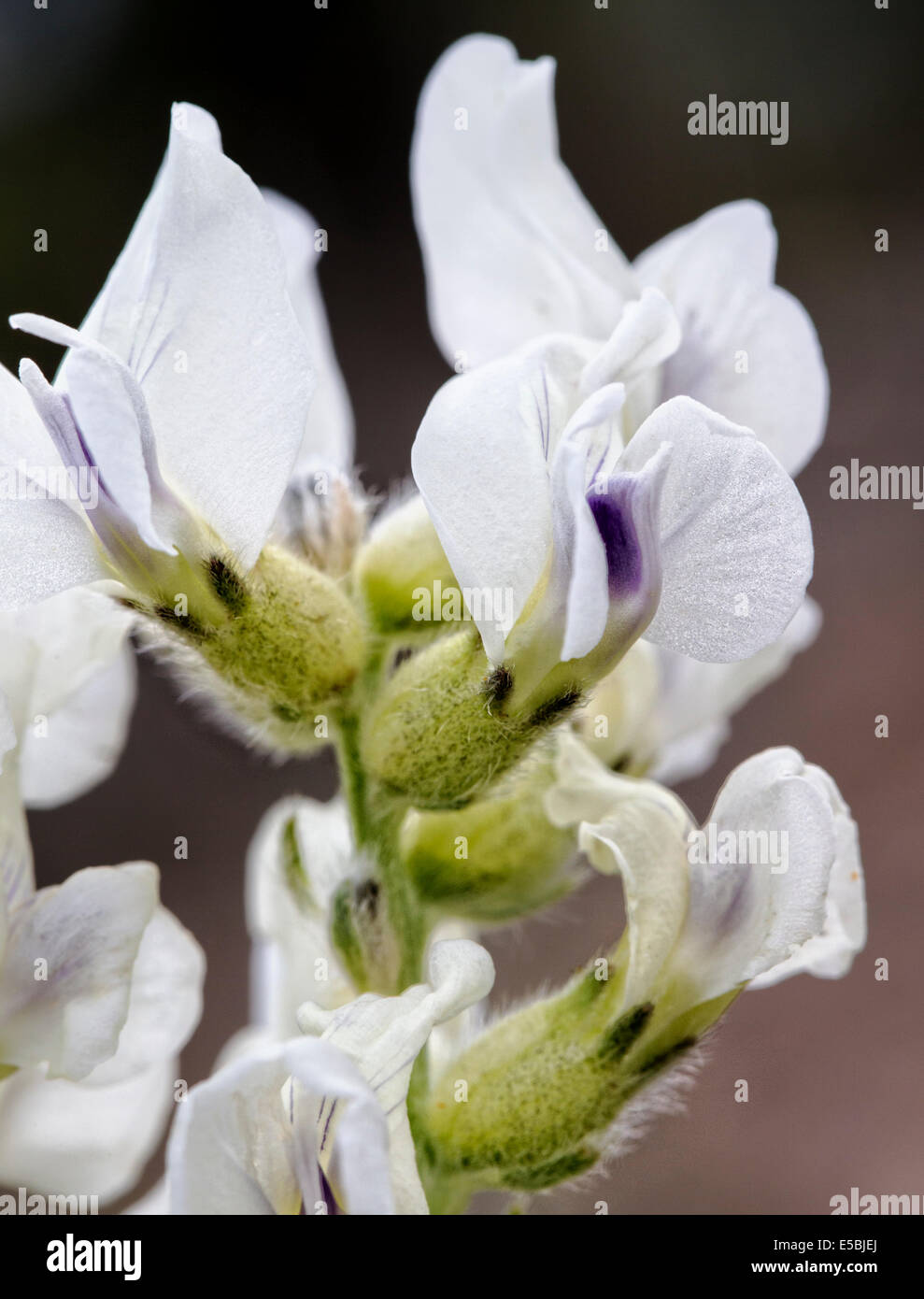 Locoweed plant hi-res stock photography and images - Alamy