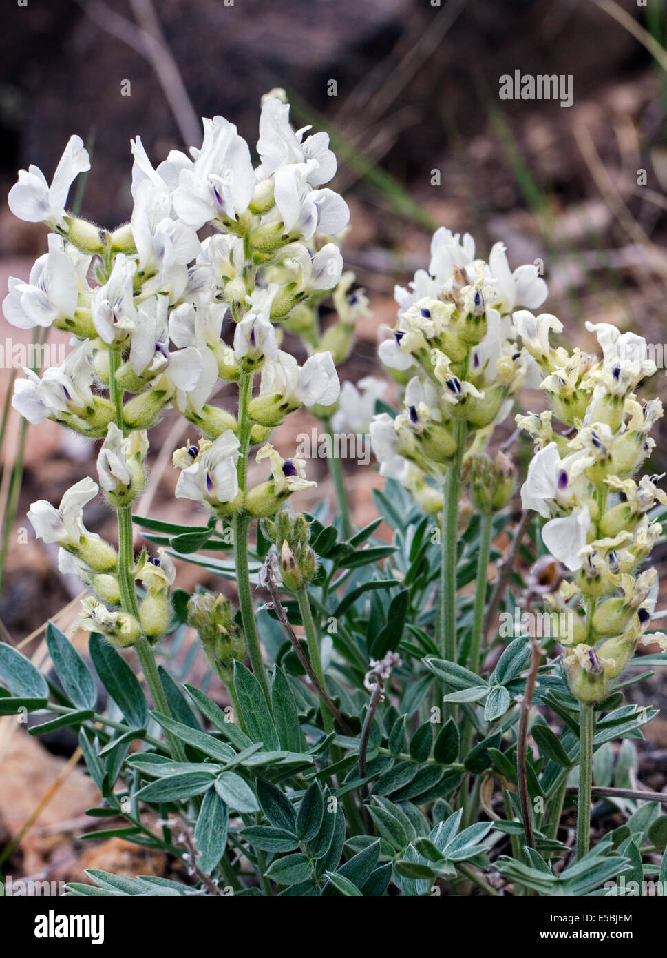 Oxytropis sericea; White Locoweed; Fabaceae; Pea; wildflowers in bloom ...