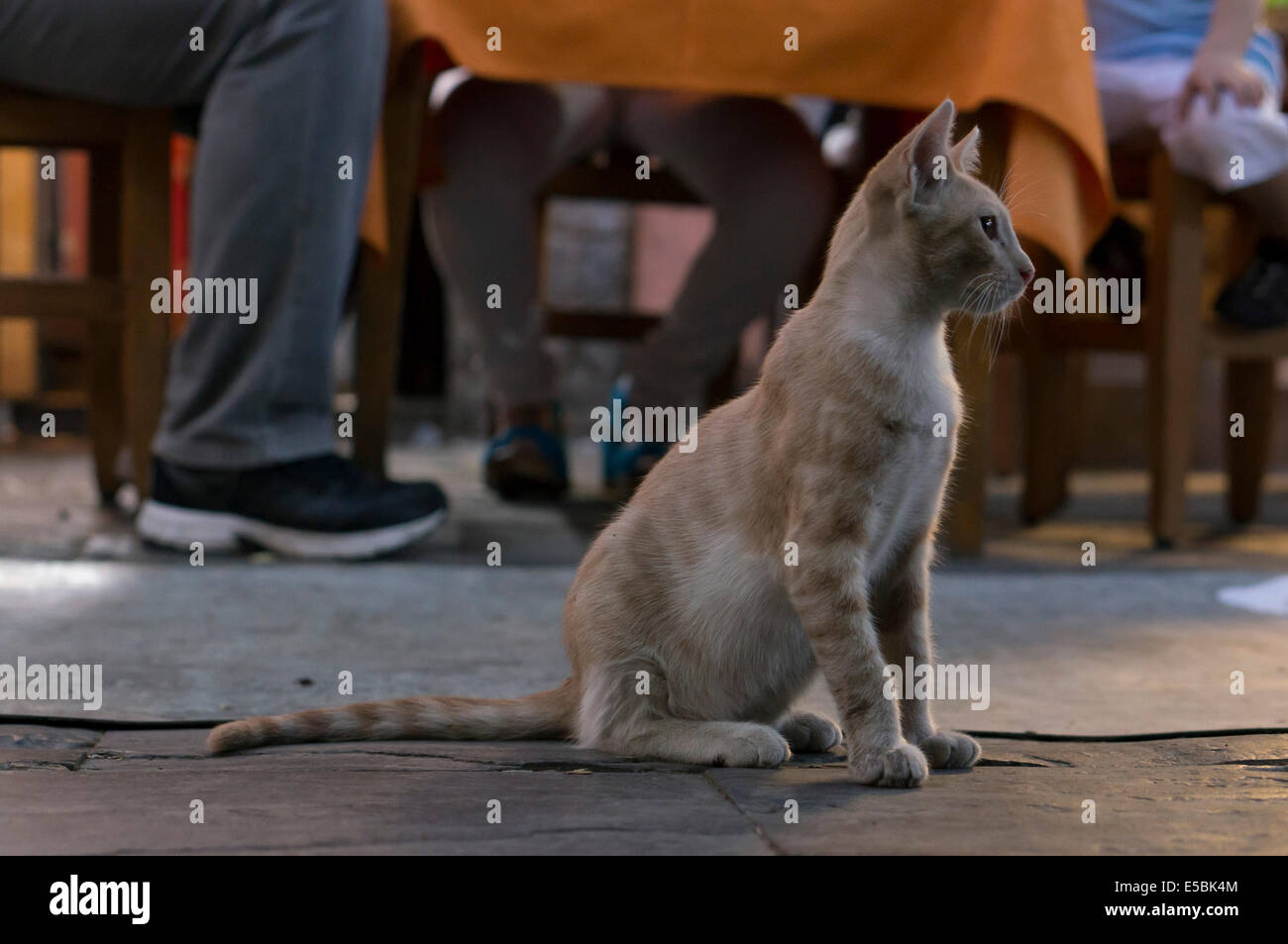 Cat in Restaurant in Izmir, Turkey Stock Photo - Alamy