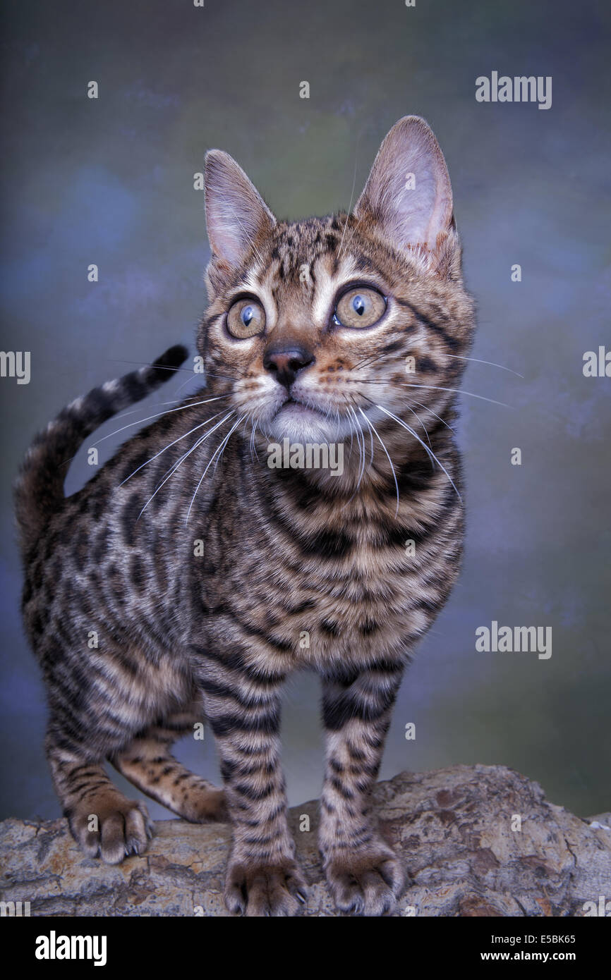 Cat Front View Standing