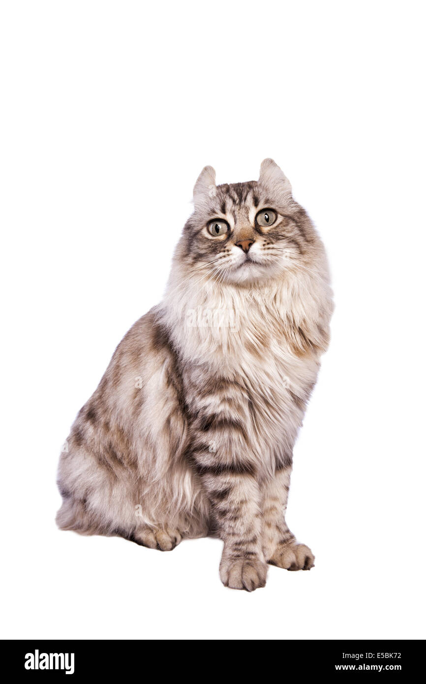 Cat full body hi-res stock photography and images - Alamy